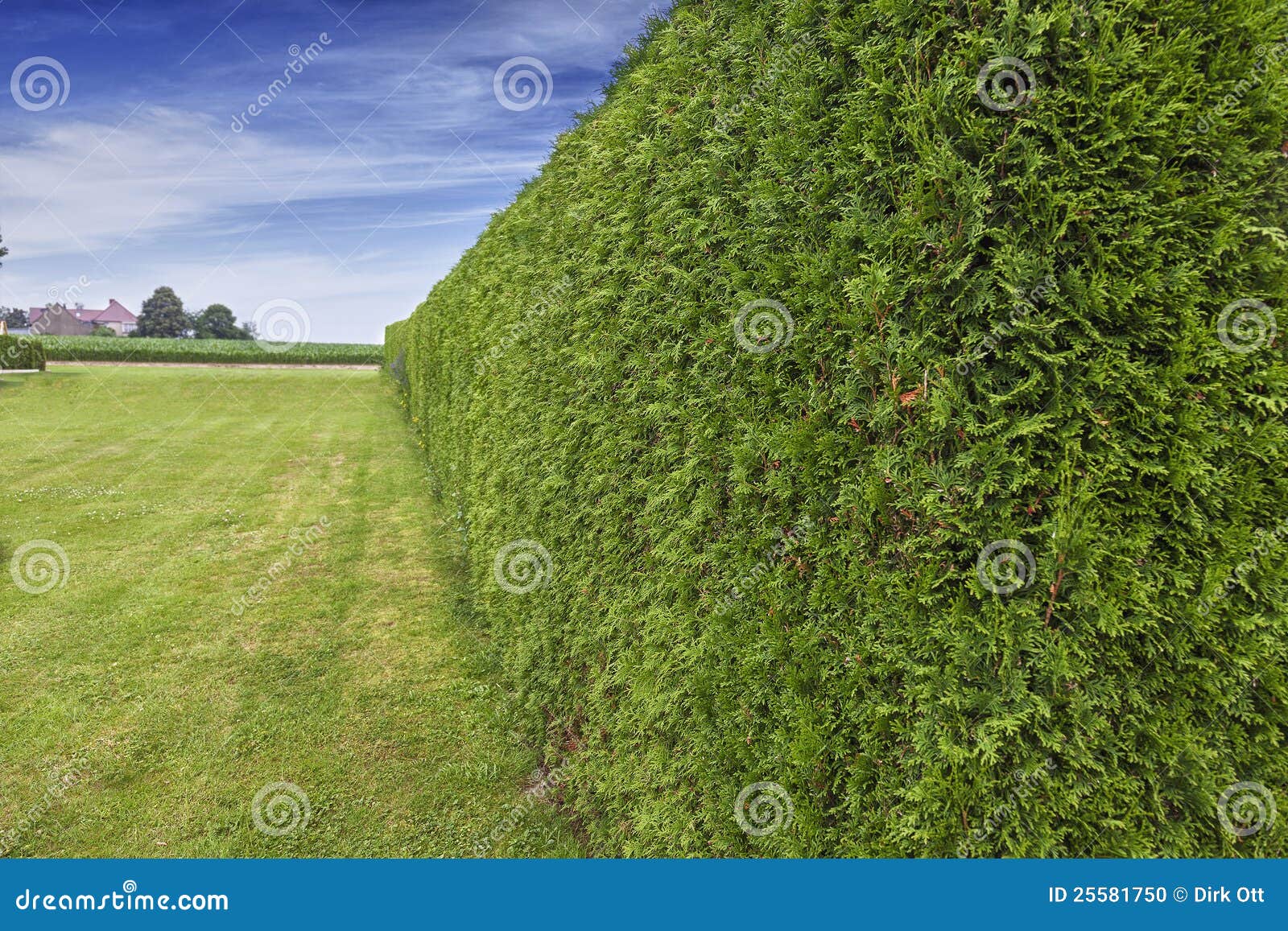 Garden hedge stock photo. Image of bush, environment - 25581750