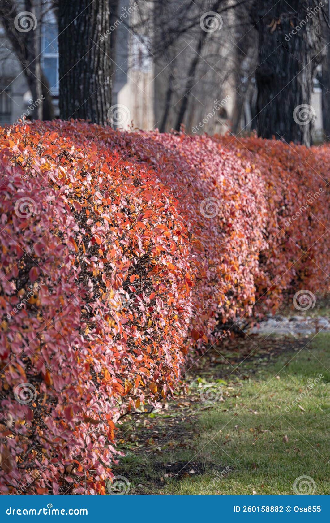 Garden Hedges in Public Park with Leaves Changing Colors Stock Photo ...