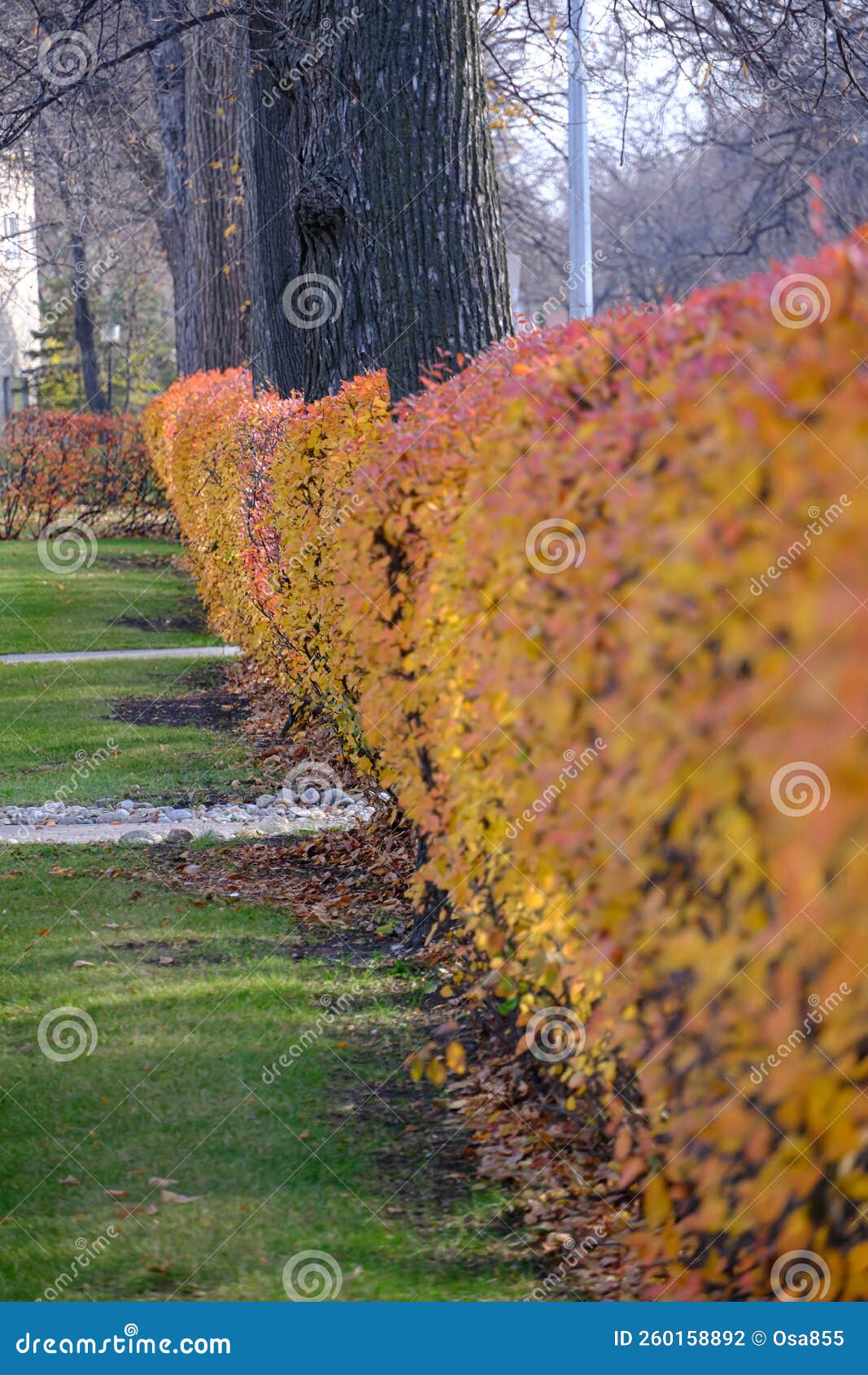 Garden Hedges in Public Park with Leaves Changing Colors Stock Photo ...