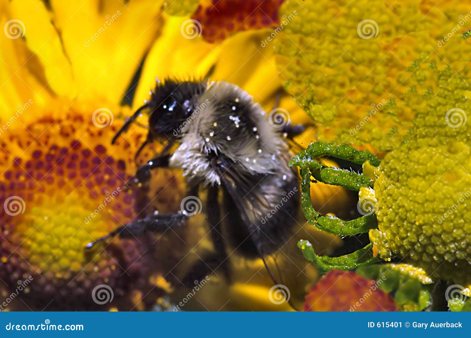 Garden honey bee stock image. Image of flower, light, color - 615401