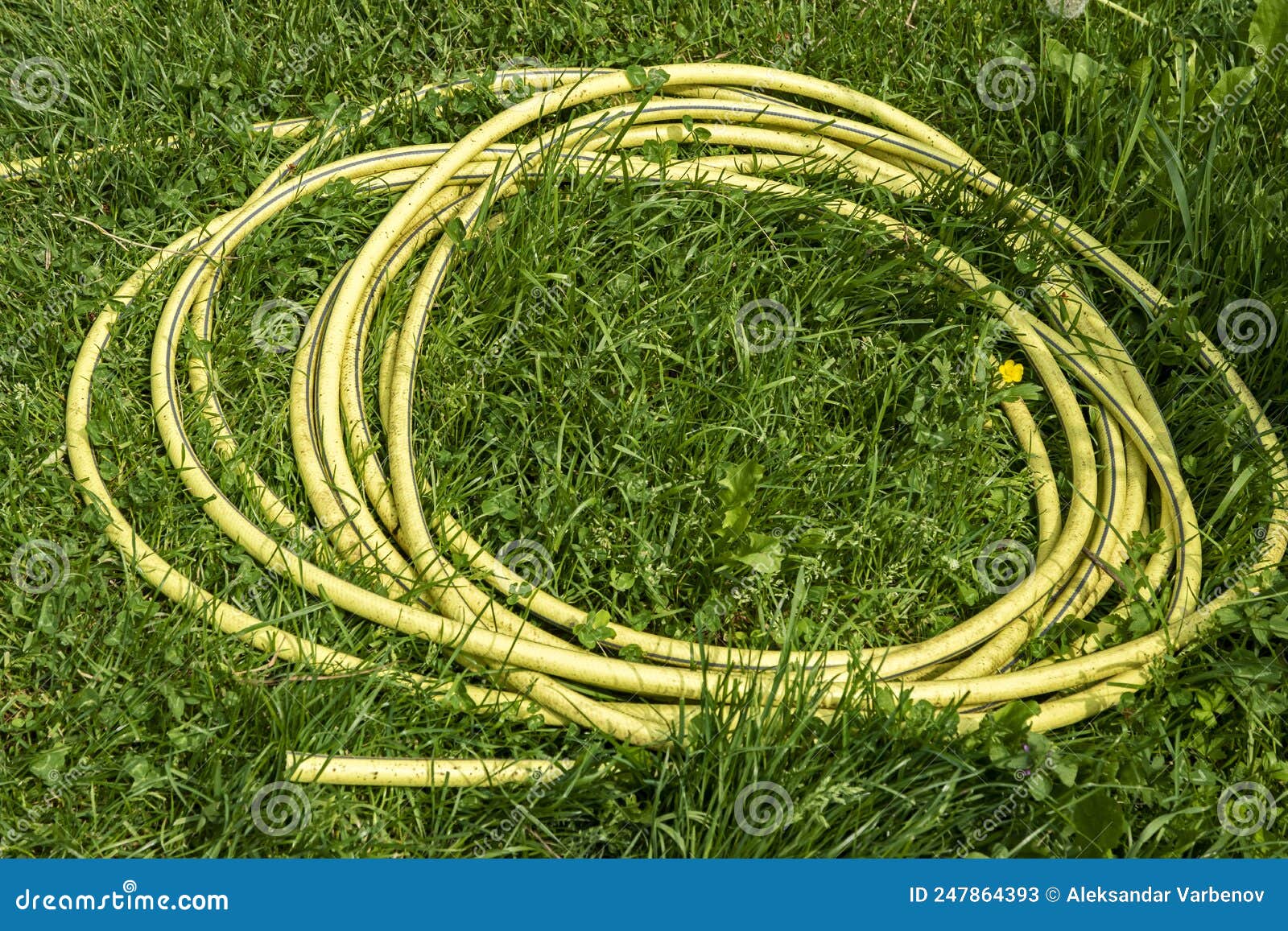 Garden hose on the grass stock image. Image of hose - 247864393