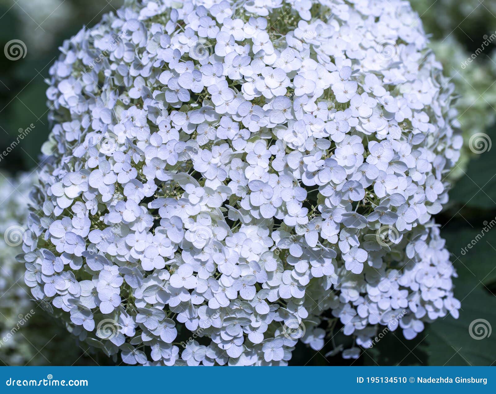 Garden Hydrangea Flowers Close Up Stock Photo - Image of nature, flower ...