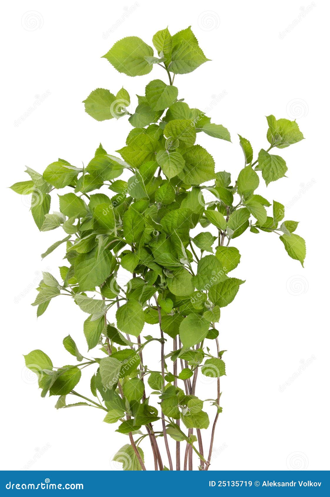 Garden hydrangea isolated stock image. Image of leaf - 25135719