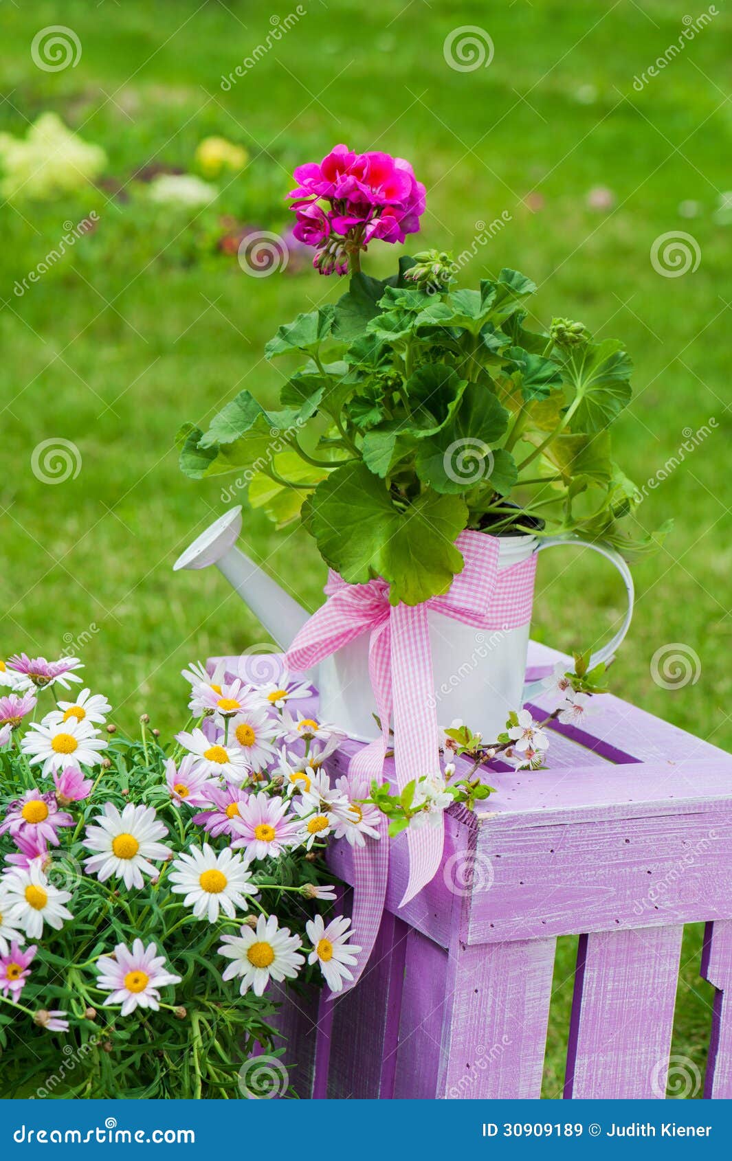 Garden idyll stock image. Image of daisies, garden, pink - 30909189