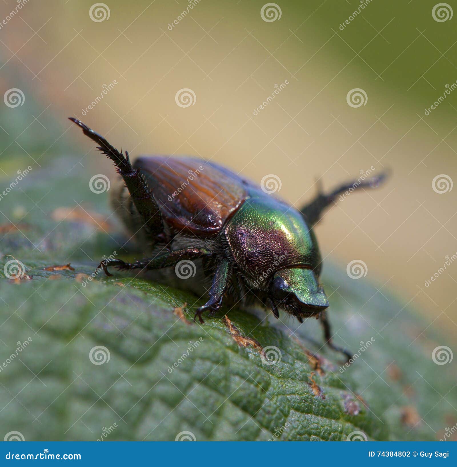 Garden invader stock photo. Image of grey, garden, gardening - 74384802