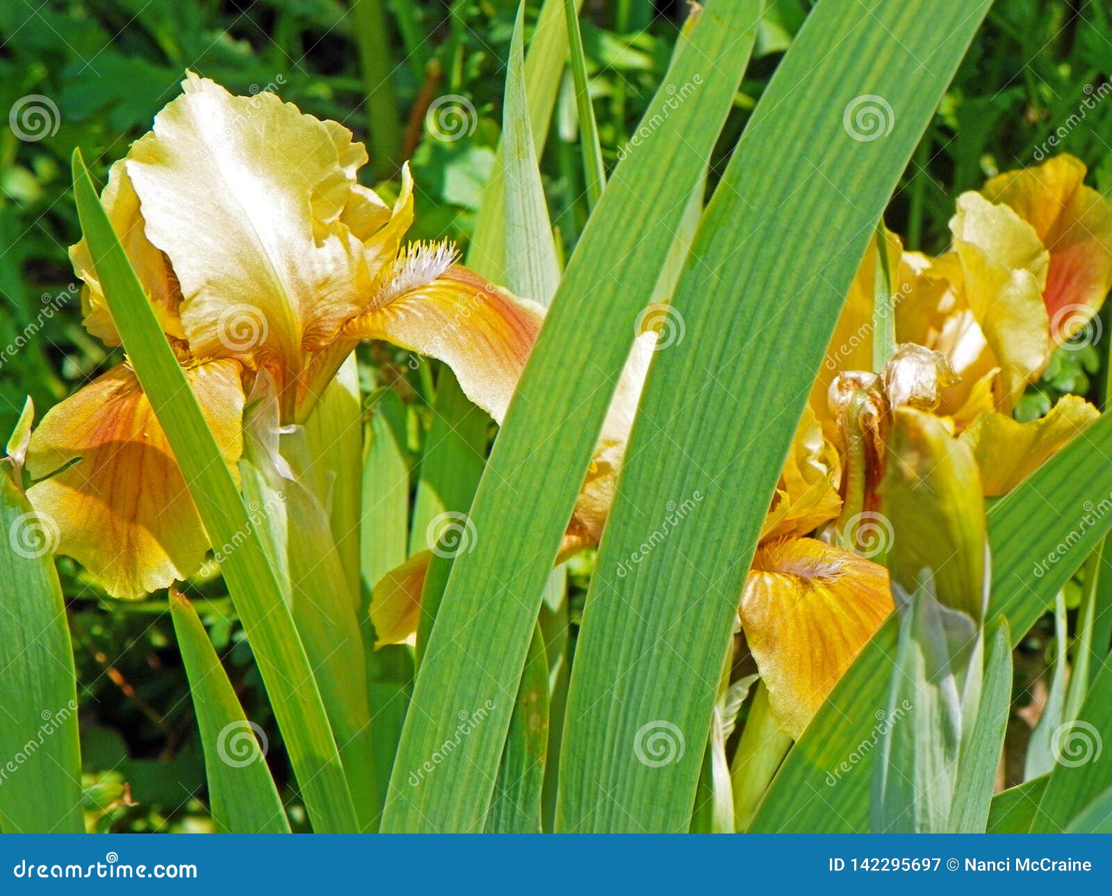 Garden Iris in Shades of Gold Stock Image - Image of iris, plants ...