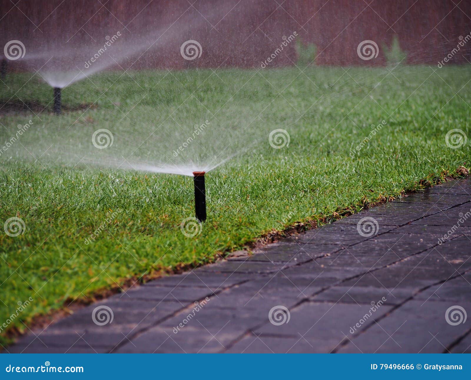 Garden Irrigation - Sprinkler Closeup Stock Photo - Image of fresh ...