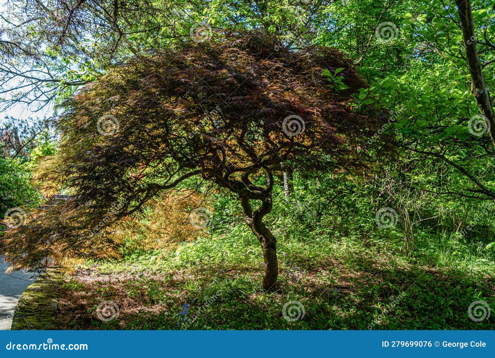 Garden Japanese Maple stock photo. Image of trees, tree - 279699076