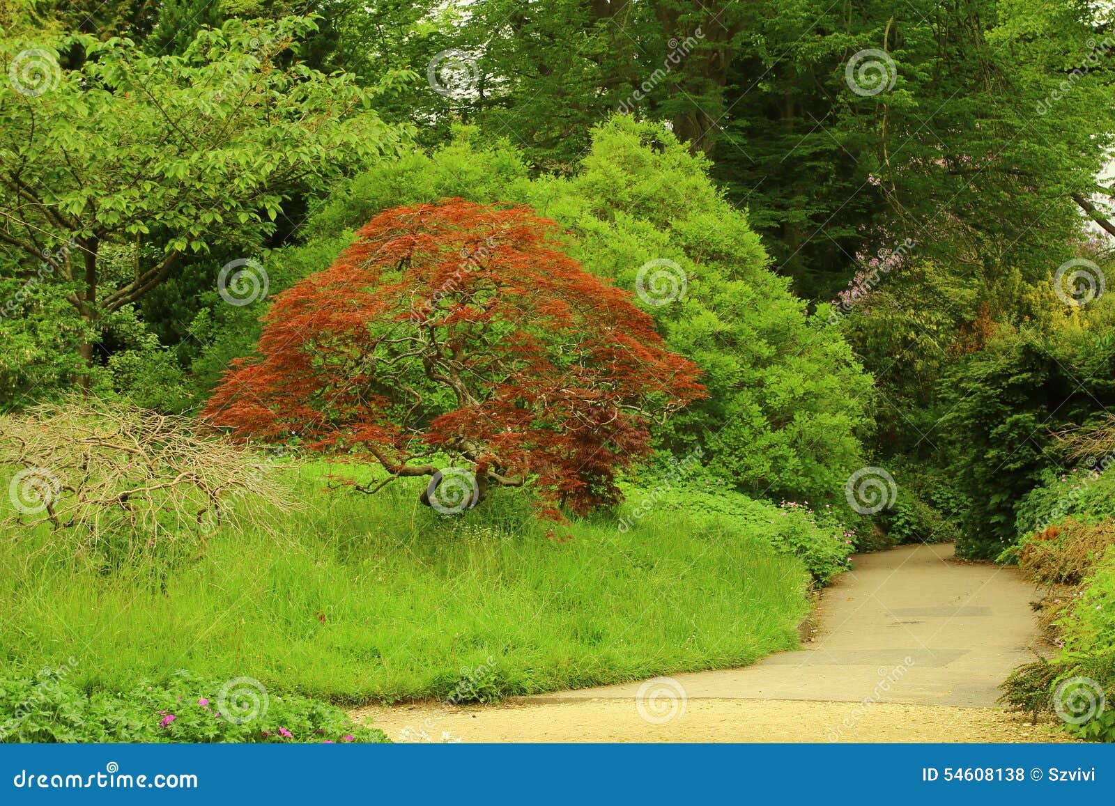 Garden with Japanese Red Maple Tree Stock Photo - Image of leaves, bath ...