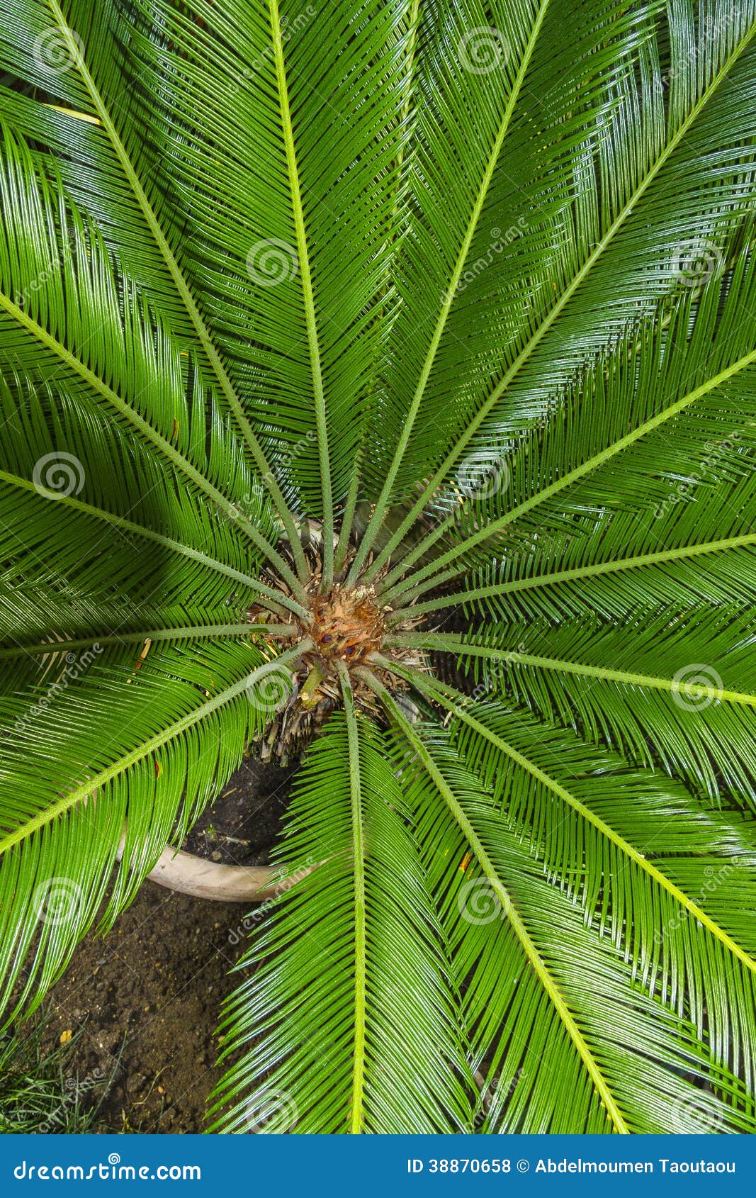 Garden stock photo. Image of walk, tree, algeria, clean - 38870658