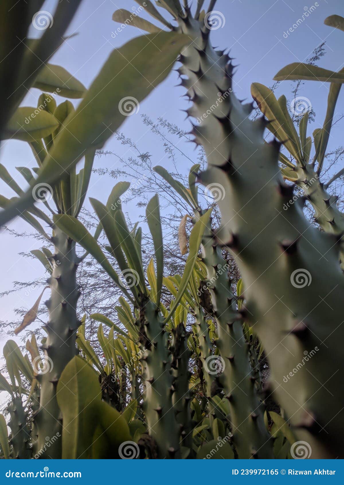 Garden Lahore Pakistan stock image. Image of thorns - 239972165