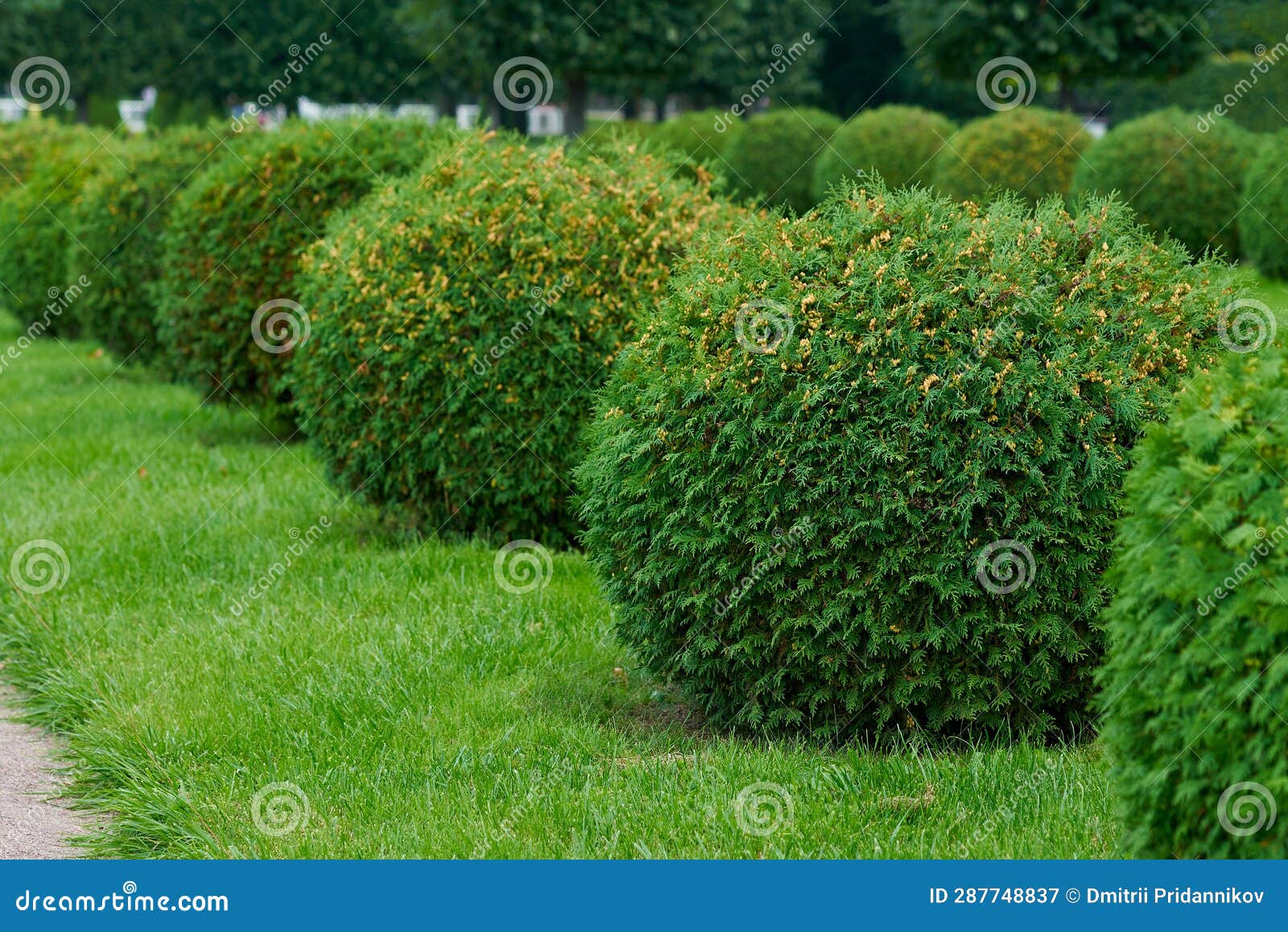 Garden Landscaping with Rounded Shrubs and Green Lawns Stock Image ...