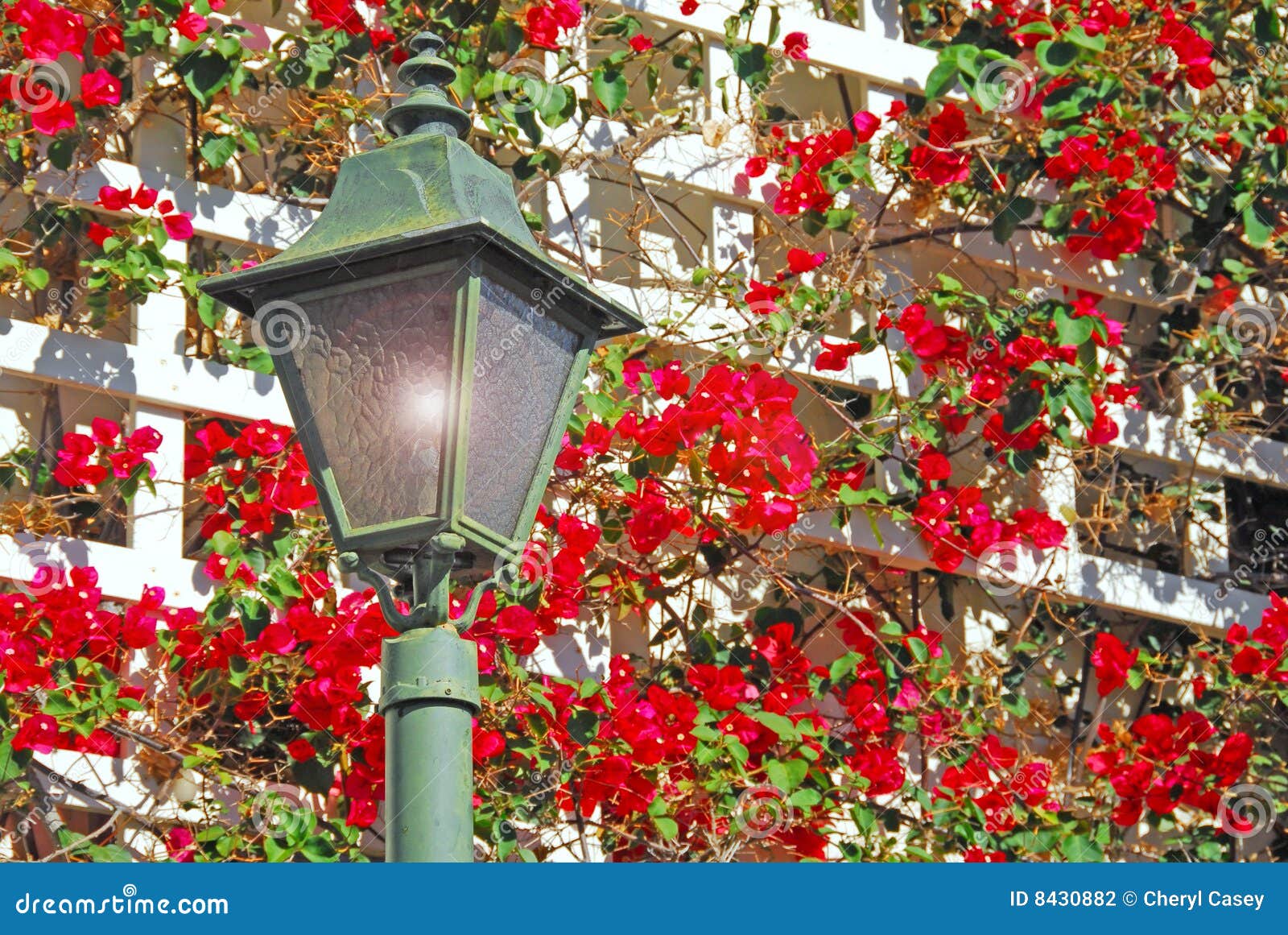 Garden lantern stock photo. Image of pretty, vine, aglow - 8430882