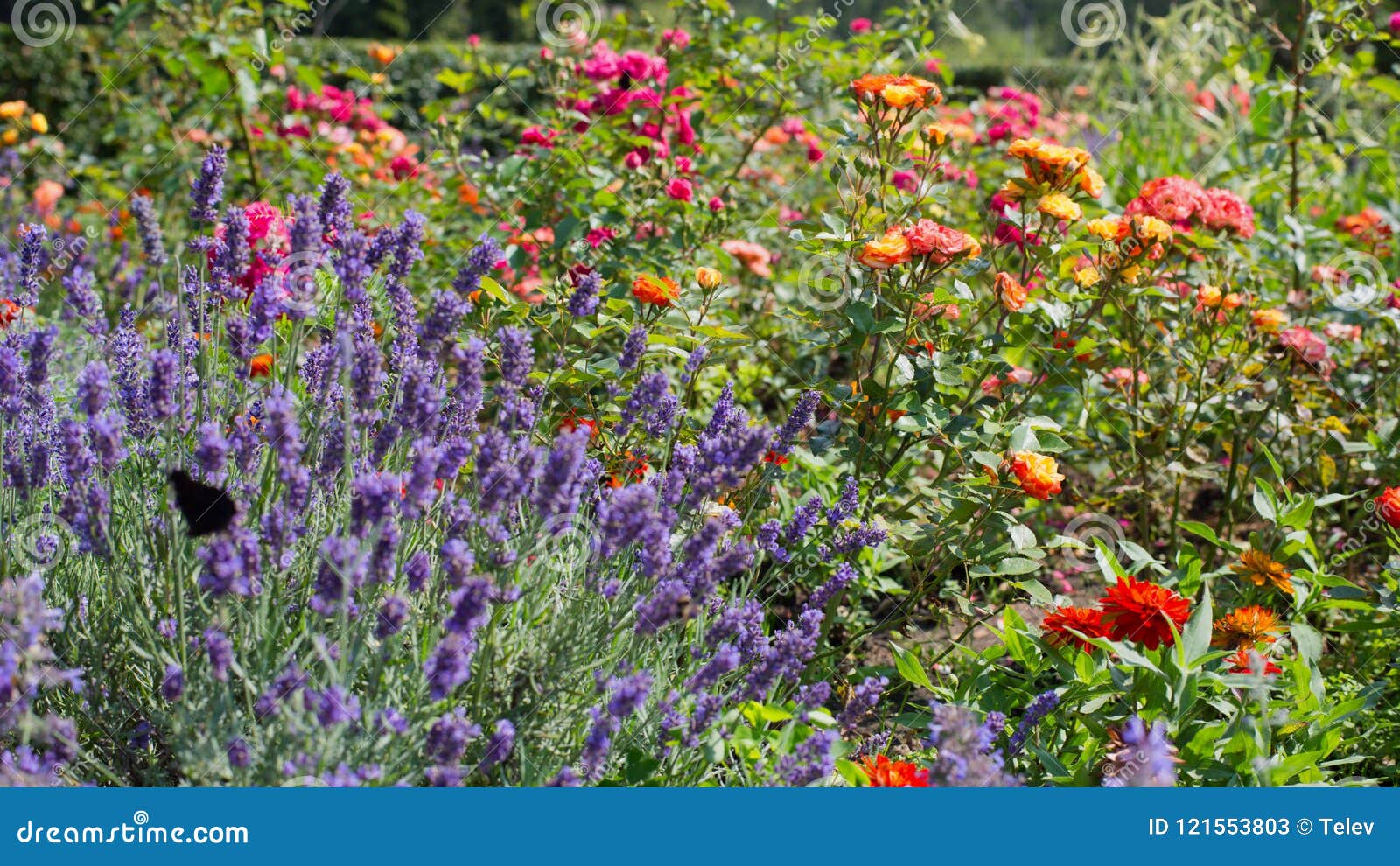 Garden with Lavender and Roses Stock Image - Image of flowerbed, beauty ...