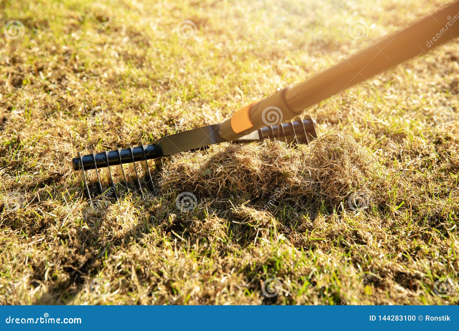 Garden Lawn Aeration with Scarifier Rake Stock Photo - Image of sunny ...