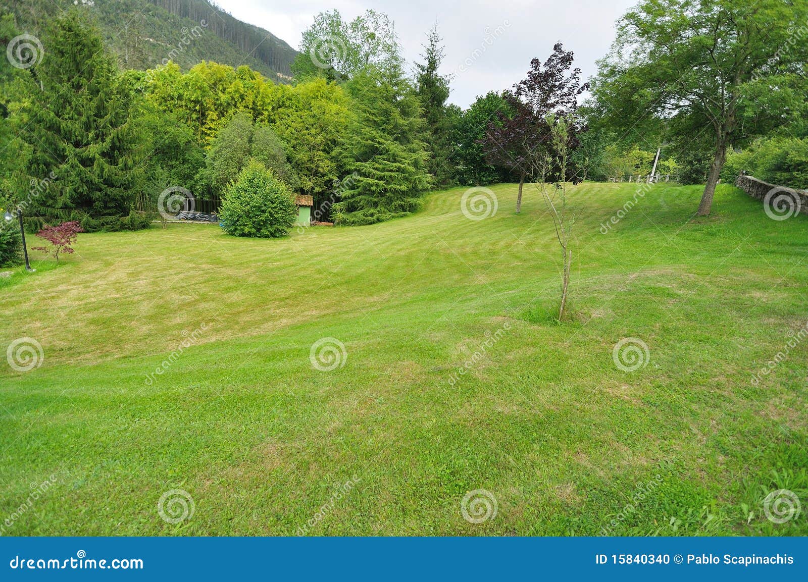Garden with lawn and trees stock photo. Image of garden - 15840340