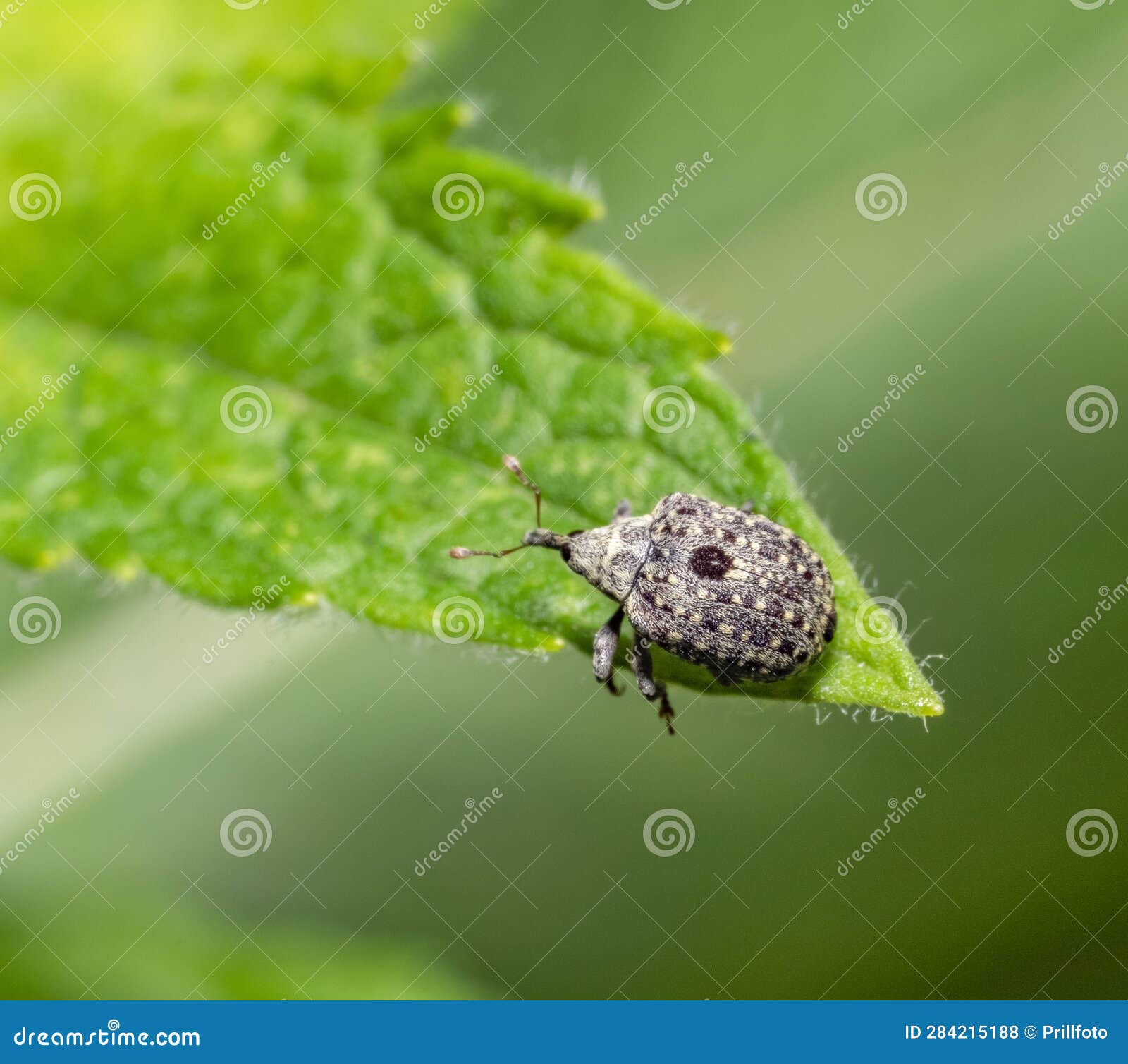 Garden leaf scraper stock photo. Image of scraper, leaf - 284215188