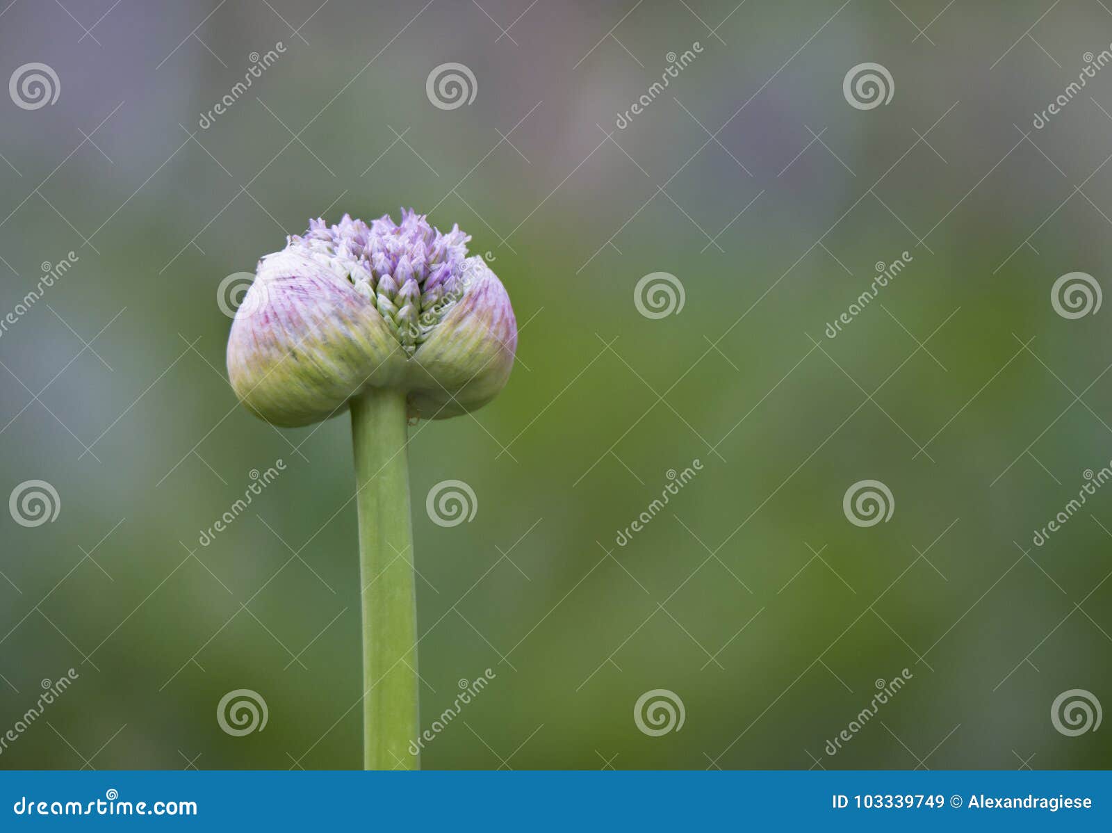 Garden Leek on a Colorful Soft Background Stock Image - Image of ...