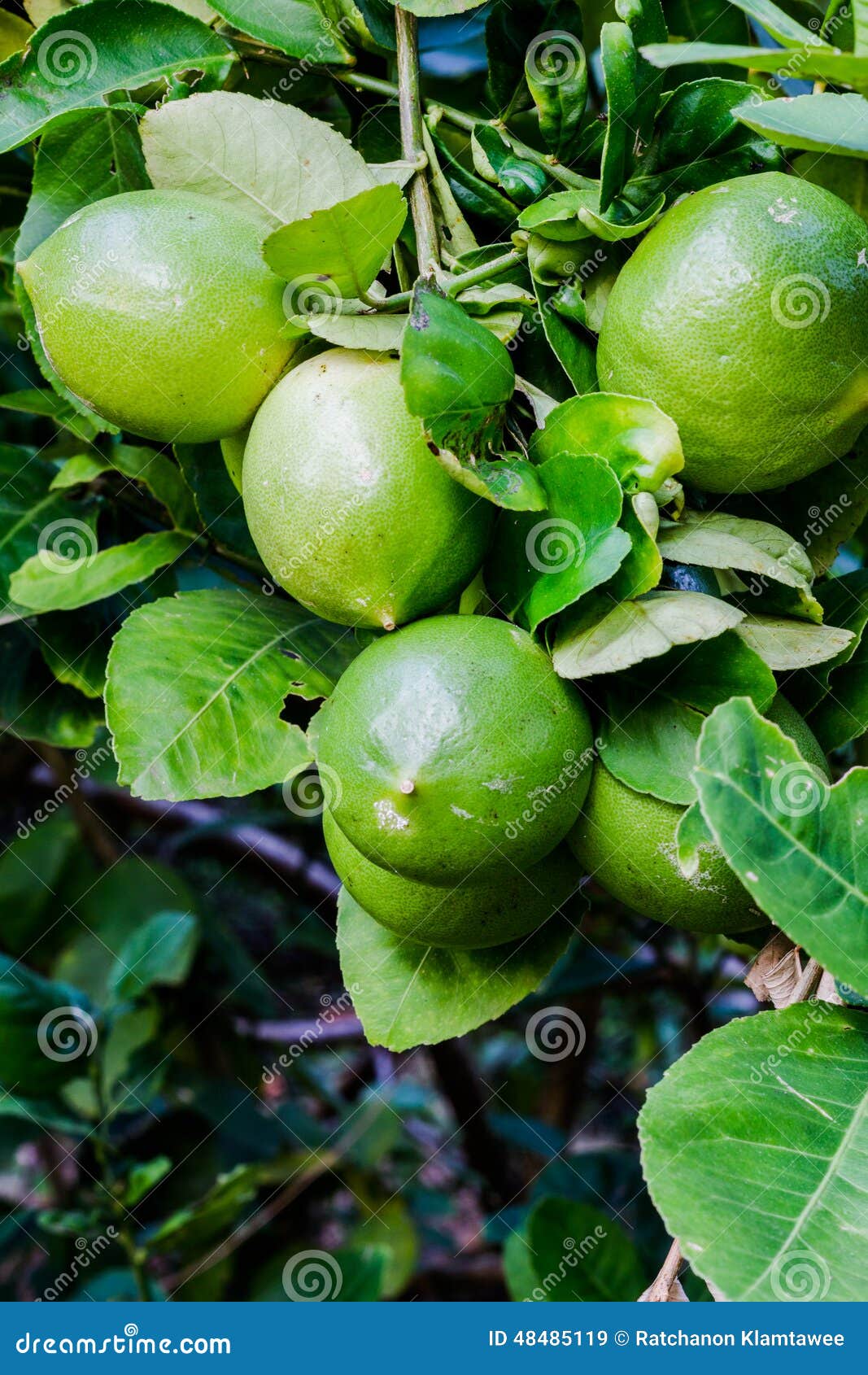 Garden lemon stock image. Image of lemon, house, pretty - 48485119