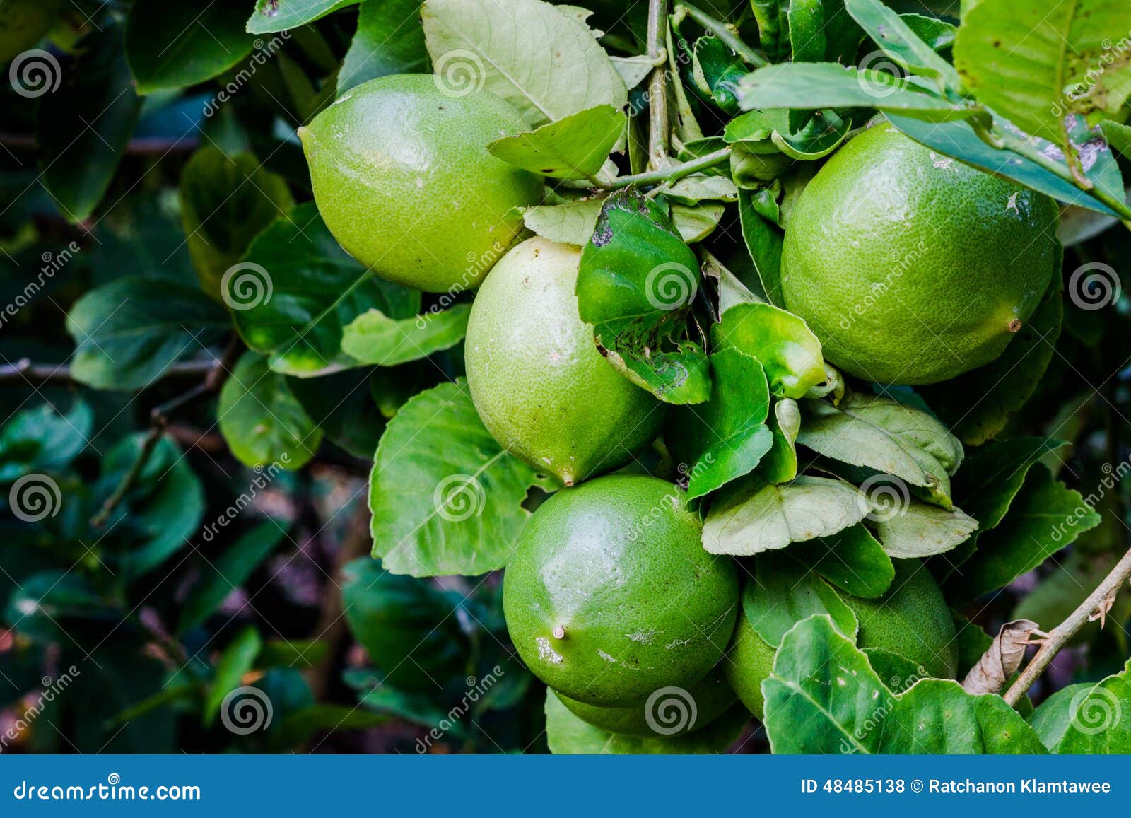 Lemom Tree Stock Photos - Free & Royalty-Free Stock Photos from Dreamstime