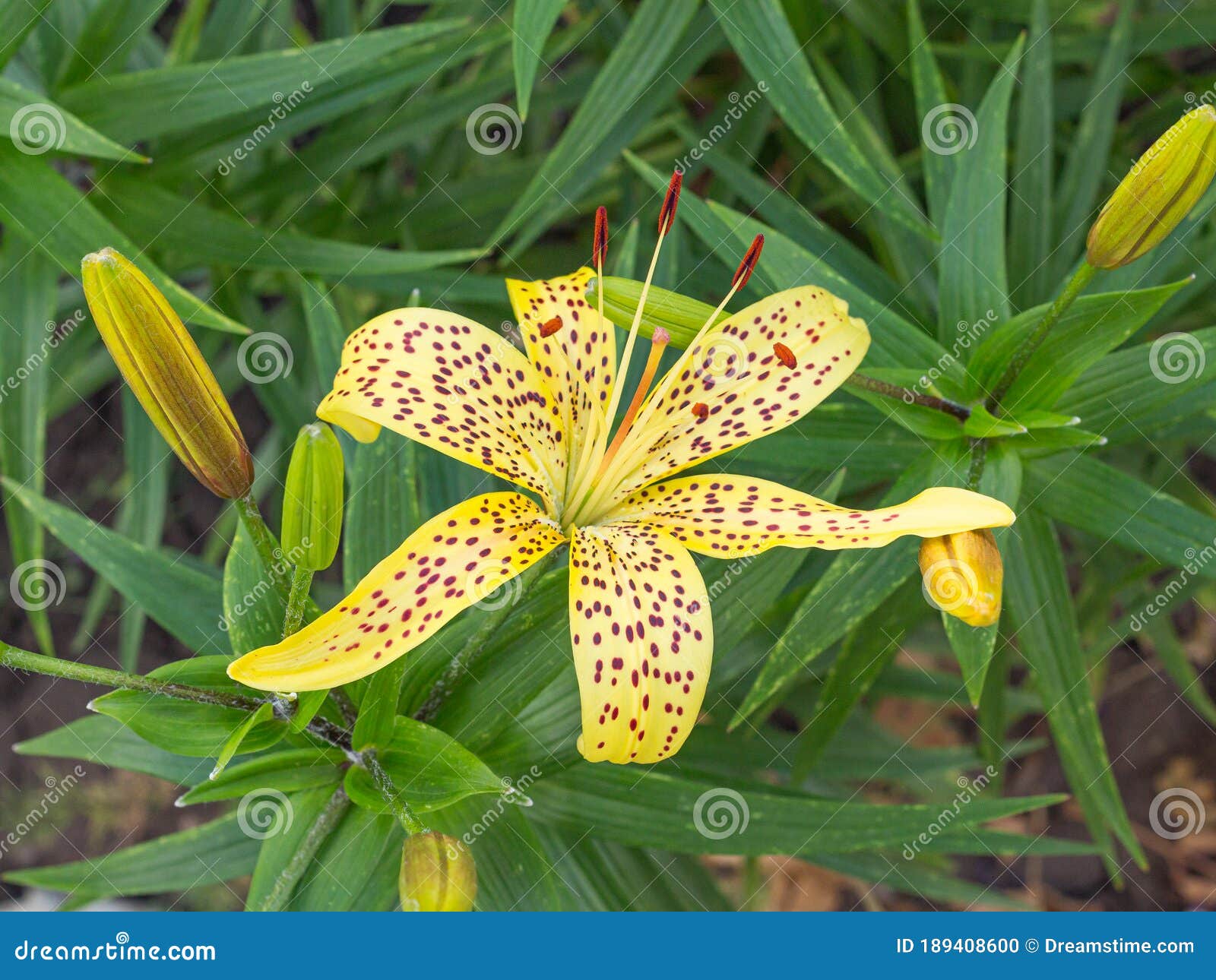 Garden Leopard Lilies View from Above Summer Day Stock Photo - Image of ...