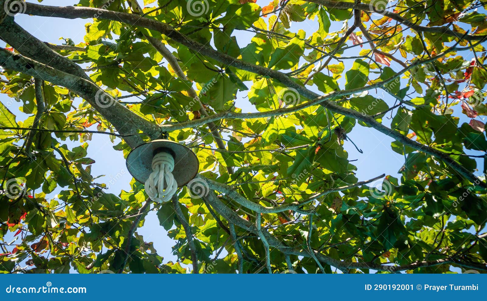 Garden Lights Hanging from the Trees Stock Image - Image of gathering ...