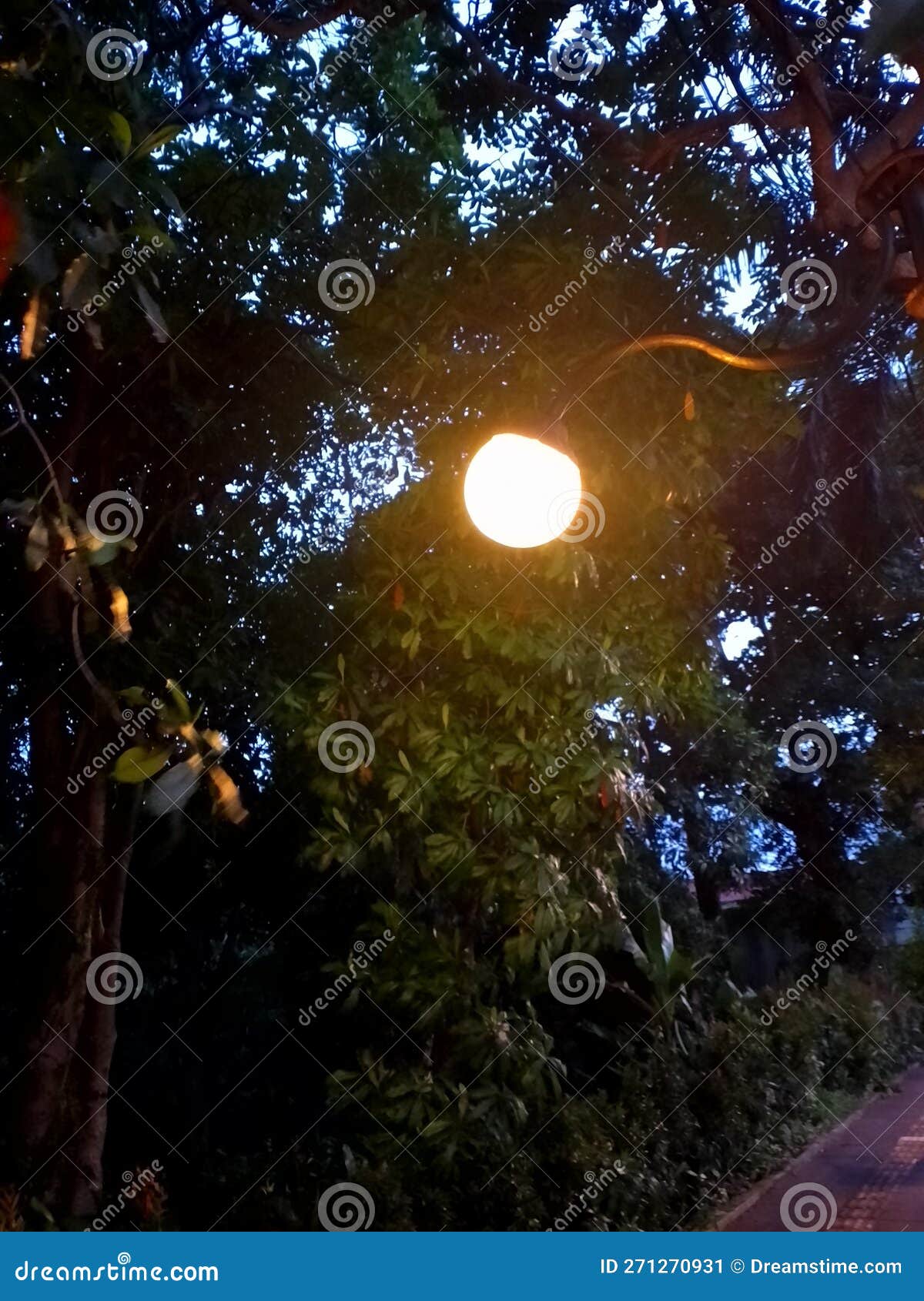Garden Lights at Night with Bamboo Leaves Stock Image - Image of lights ...