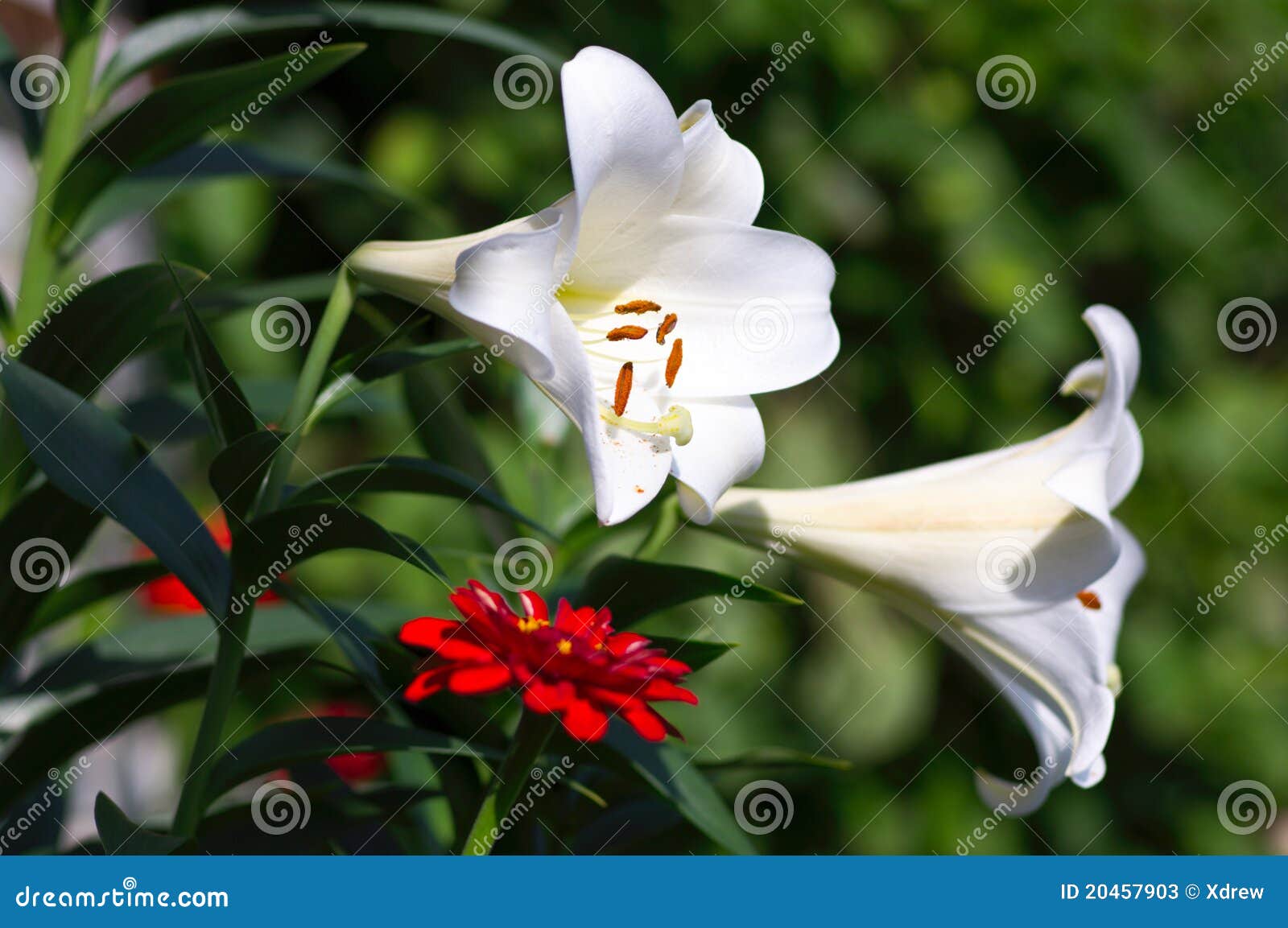 Garden lilia flowers stock image. Image of leafs, green - 20457903