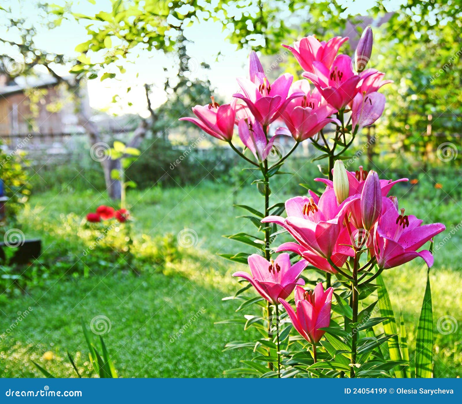 Garden Lilies of the Dutch Hybrids Stock Image - Image of flower, rays ...