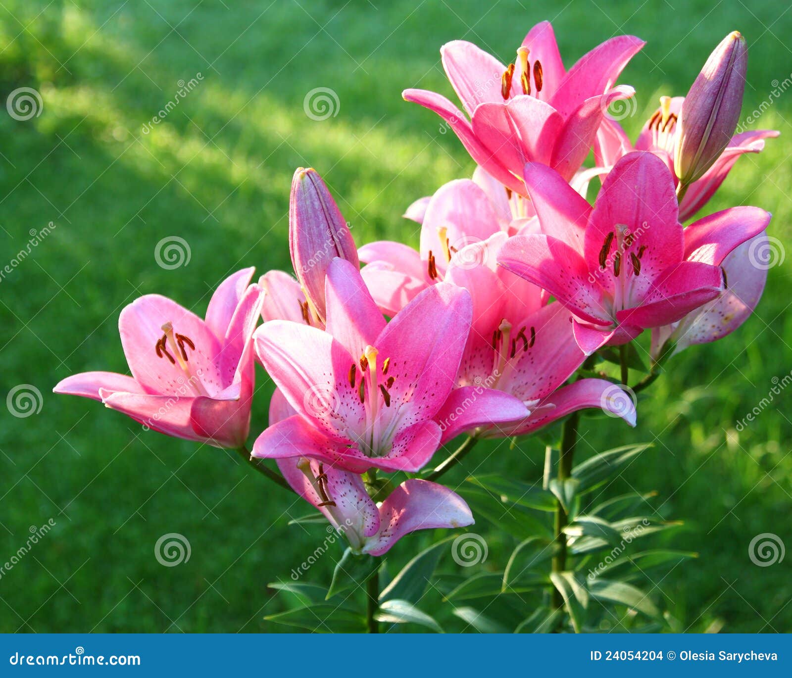 Garden Lilies of the Dutch Hybrids Stock Photo - Image of real, hobby ...
