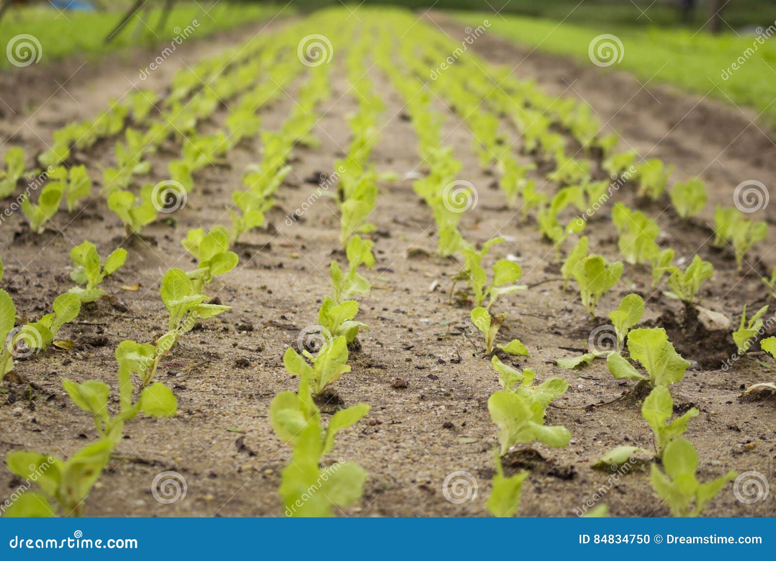Garden, Lines of Little Sapling Stock Photo - Image of dirt, line: 84834750