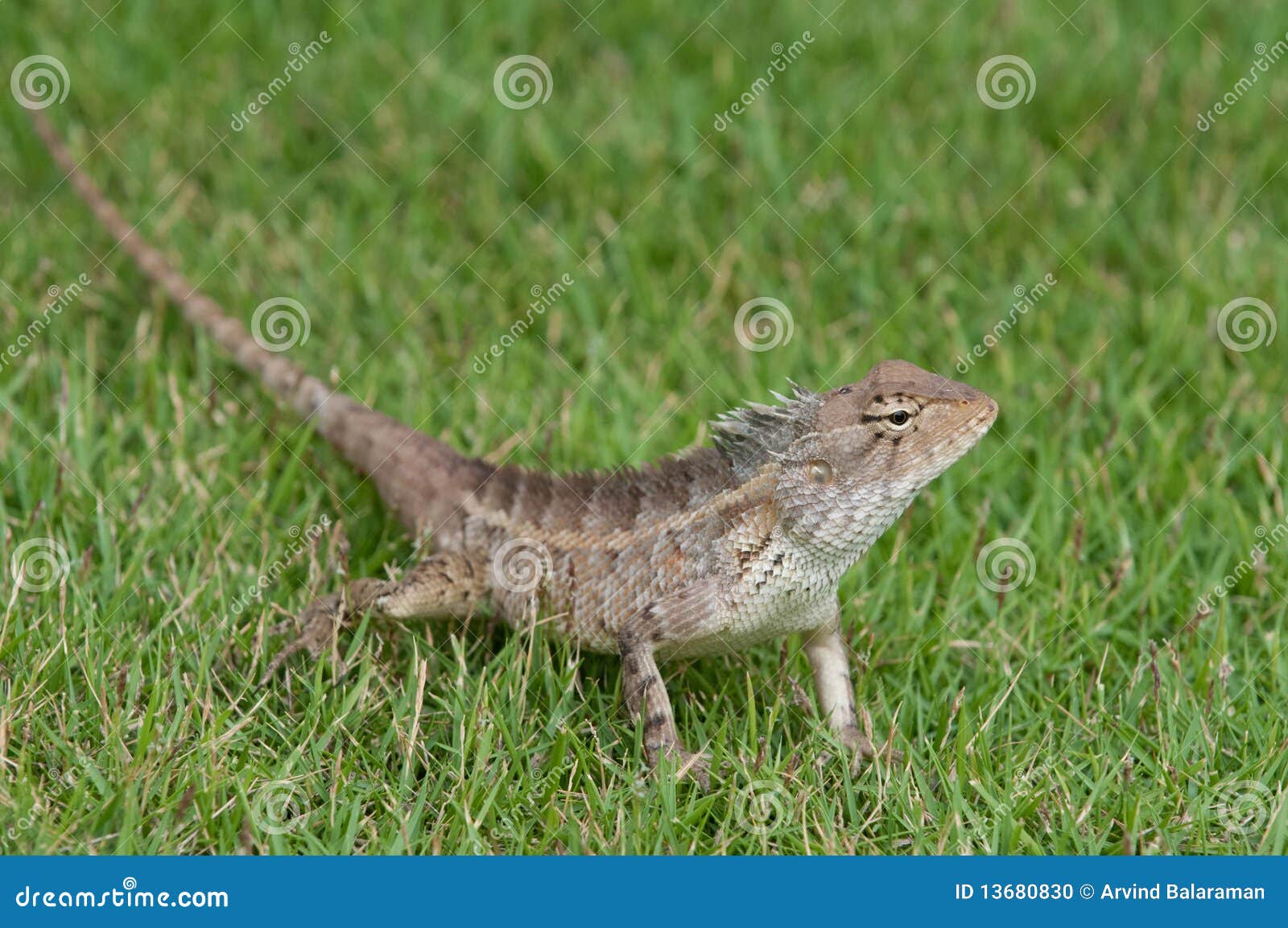 Garden Lizard stock photo. Image of green, mahabalipuram - 13680830