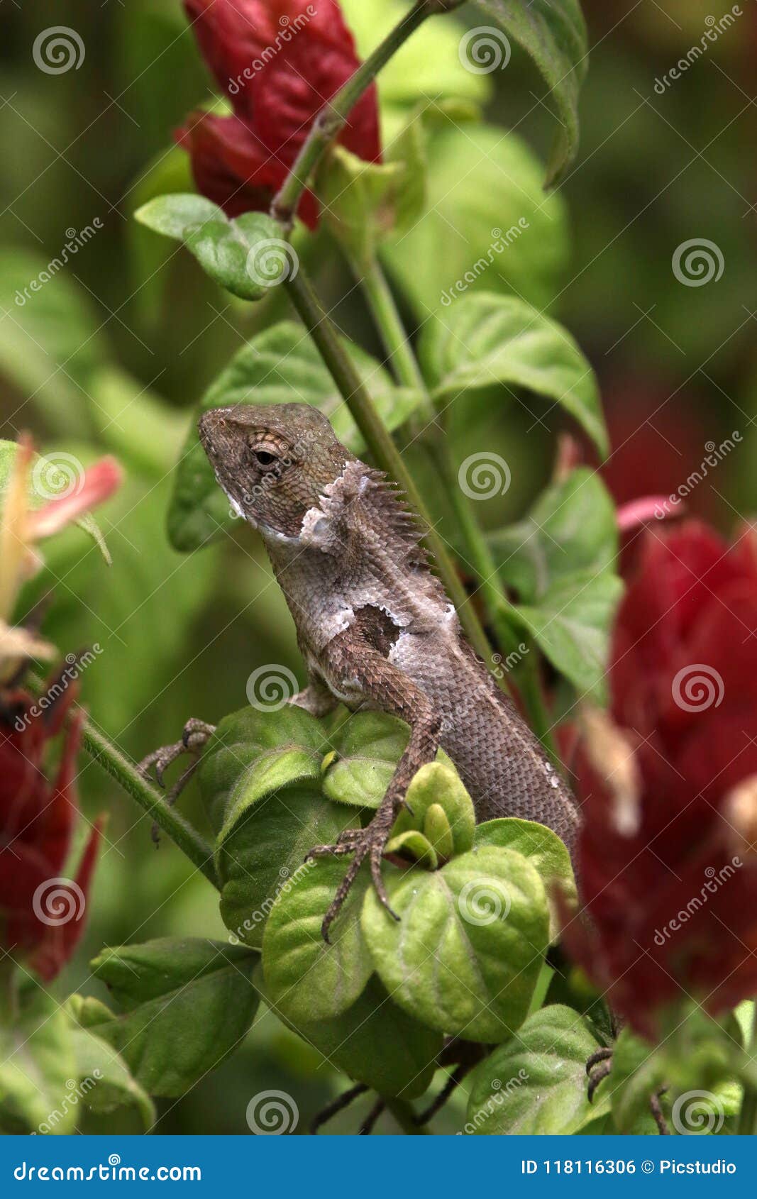 Garden lizard stock photo. Image of reptile, nature - 118116306