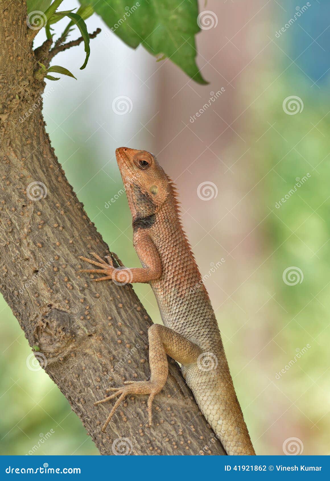 Garden lizard stock photo. Image of closeup, india, pose - 41921862