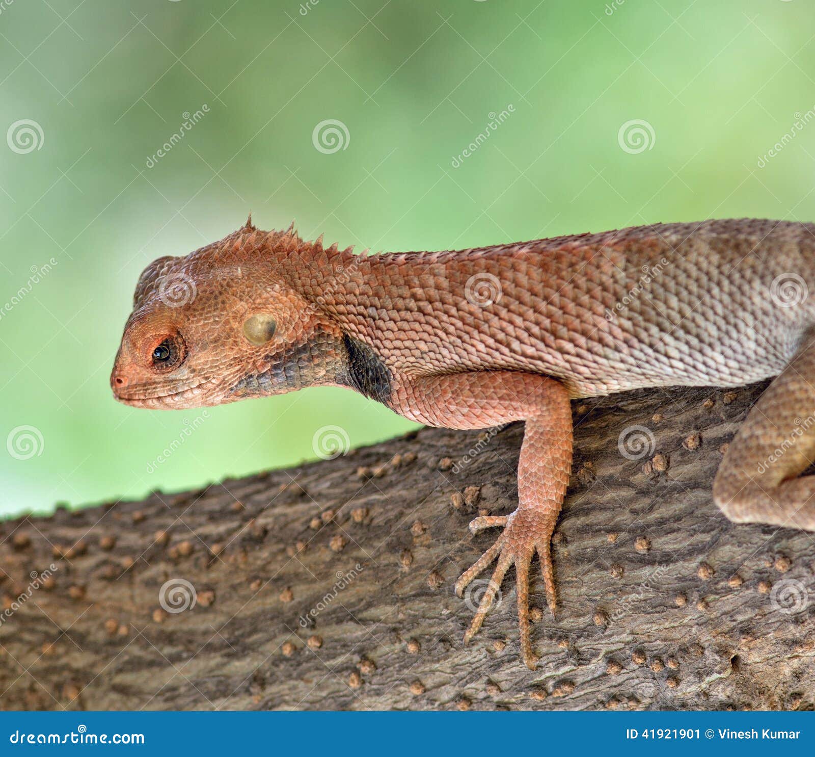 Garden lizard stock image. Image of background, common - 41921901