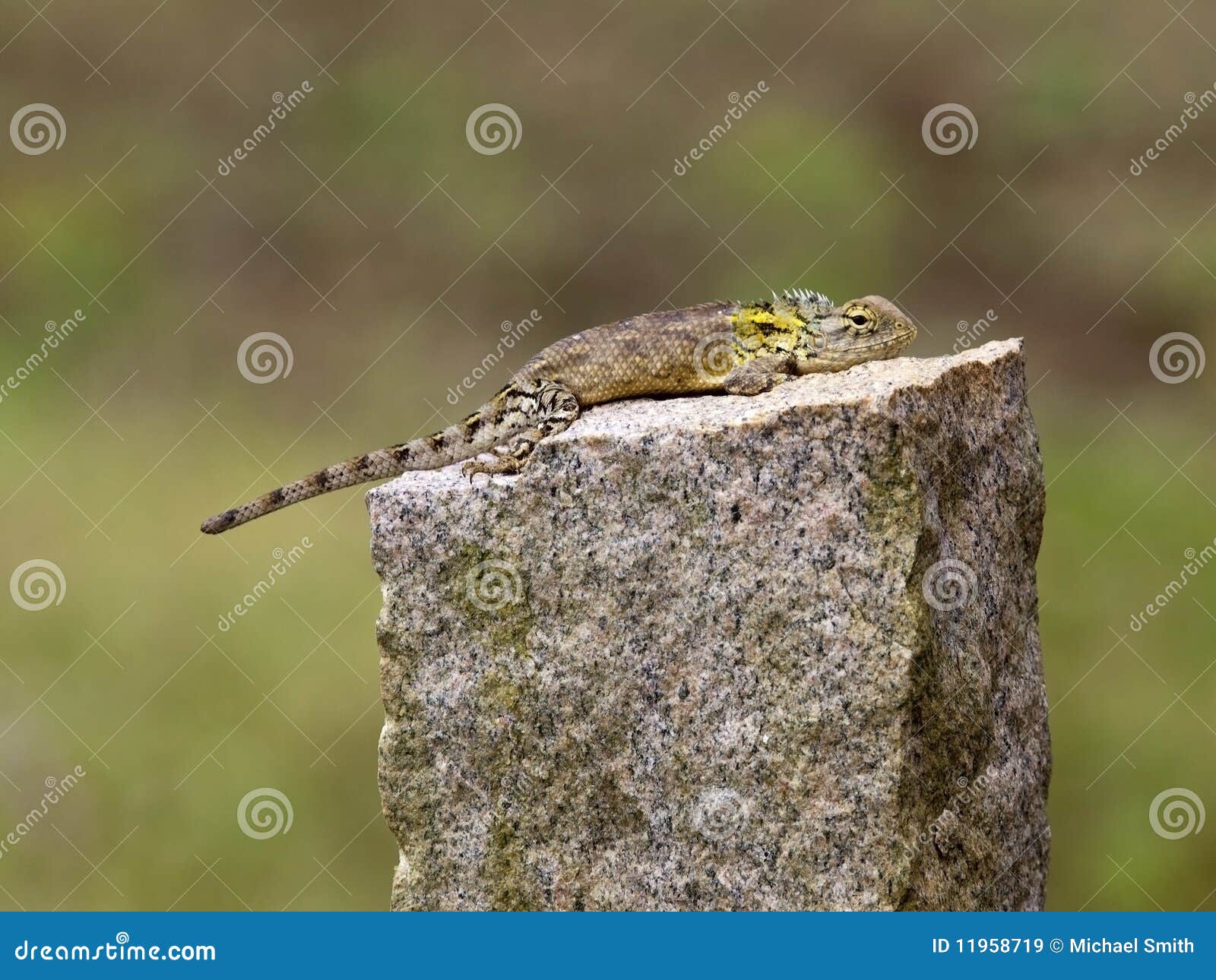 Garden Lizard on Granite Fence Post Stock Image - Image of stone ...