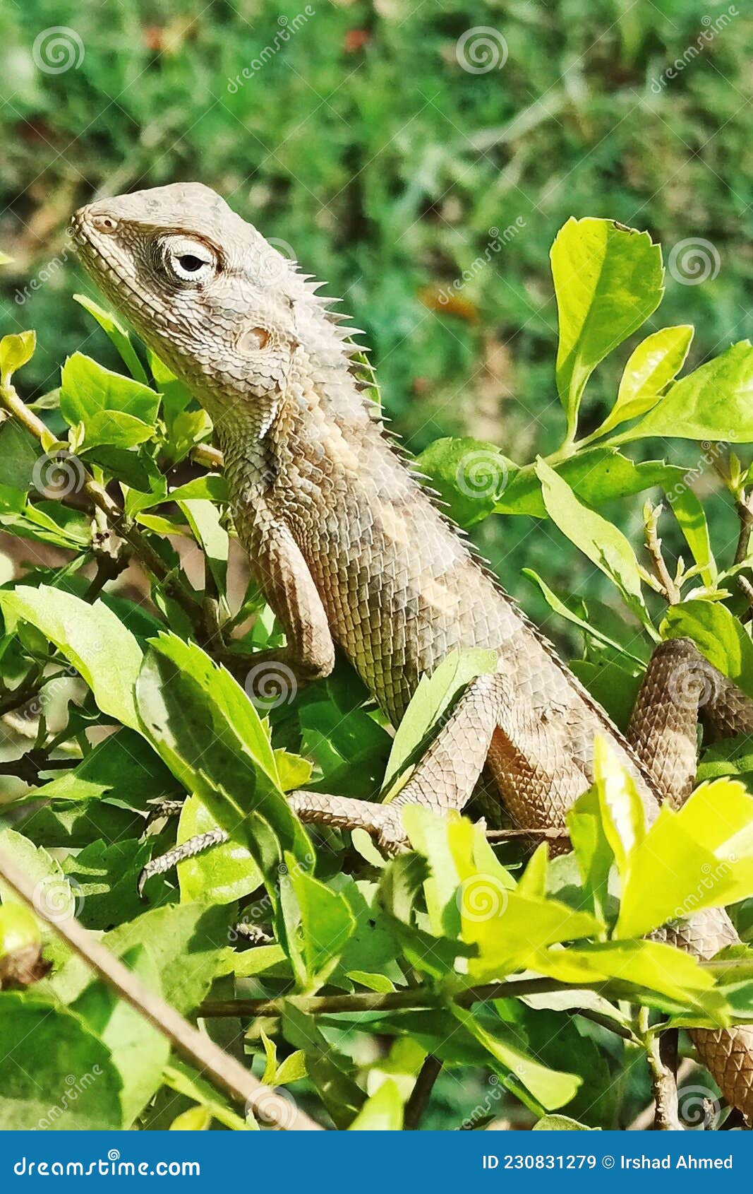 Garden Lizard in Home Garden Stock Image - Image of home, nimal: 230831279