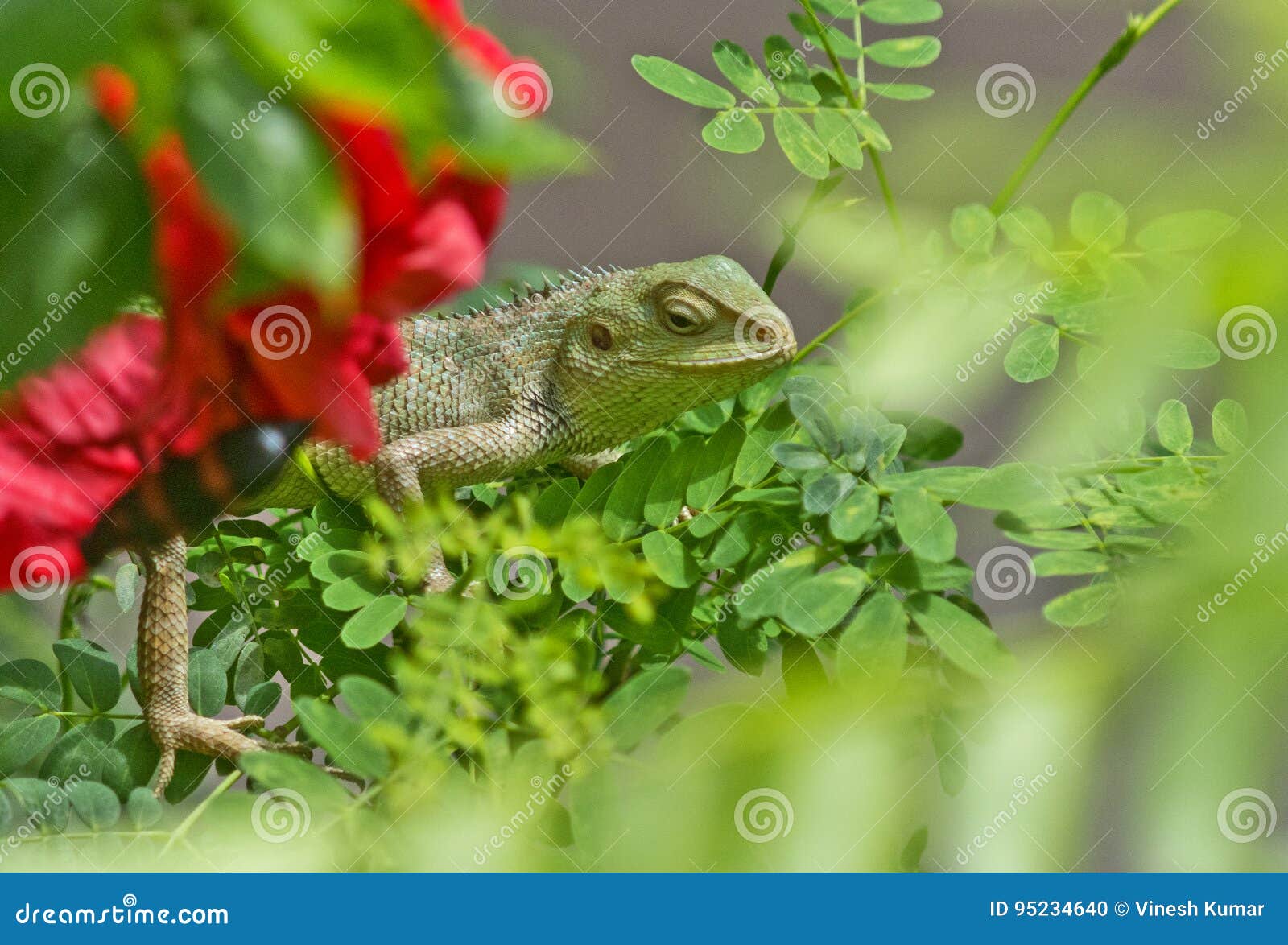 Garden lizard stock photo. Image of reptiles, hunt, environment - 95234640