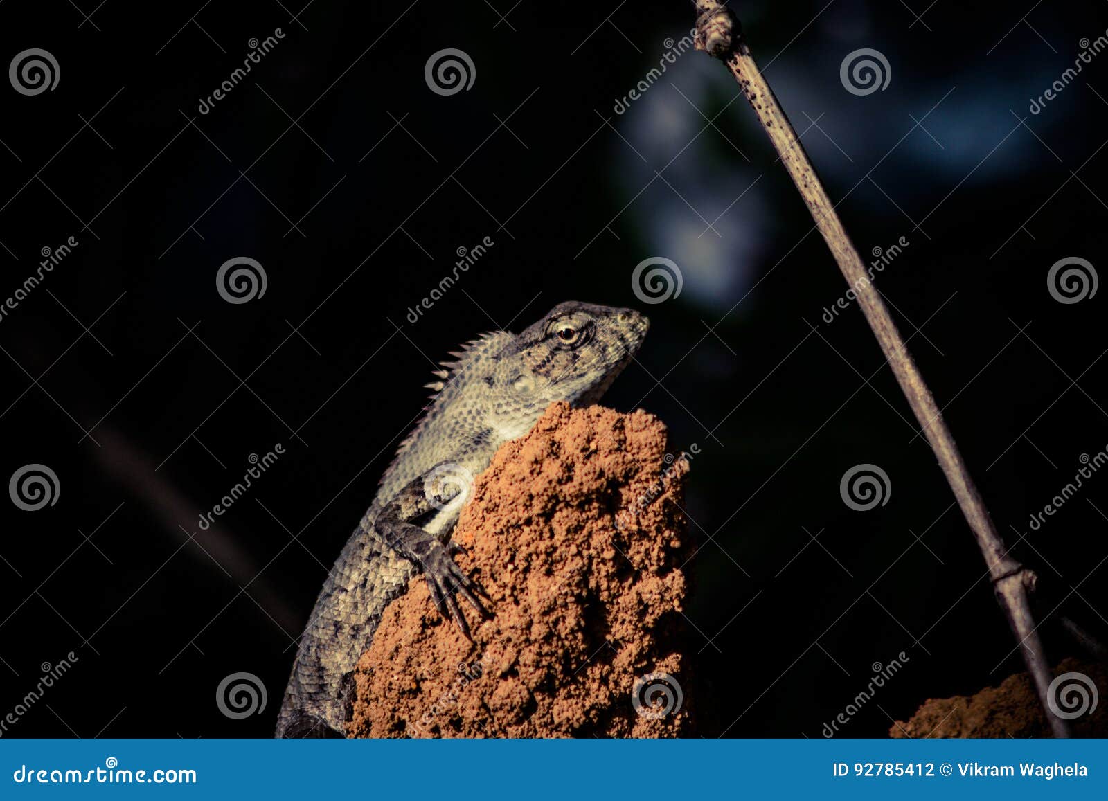 Garden Lizard stock photo. Image of wing, butterfly, wildlife - 92785412