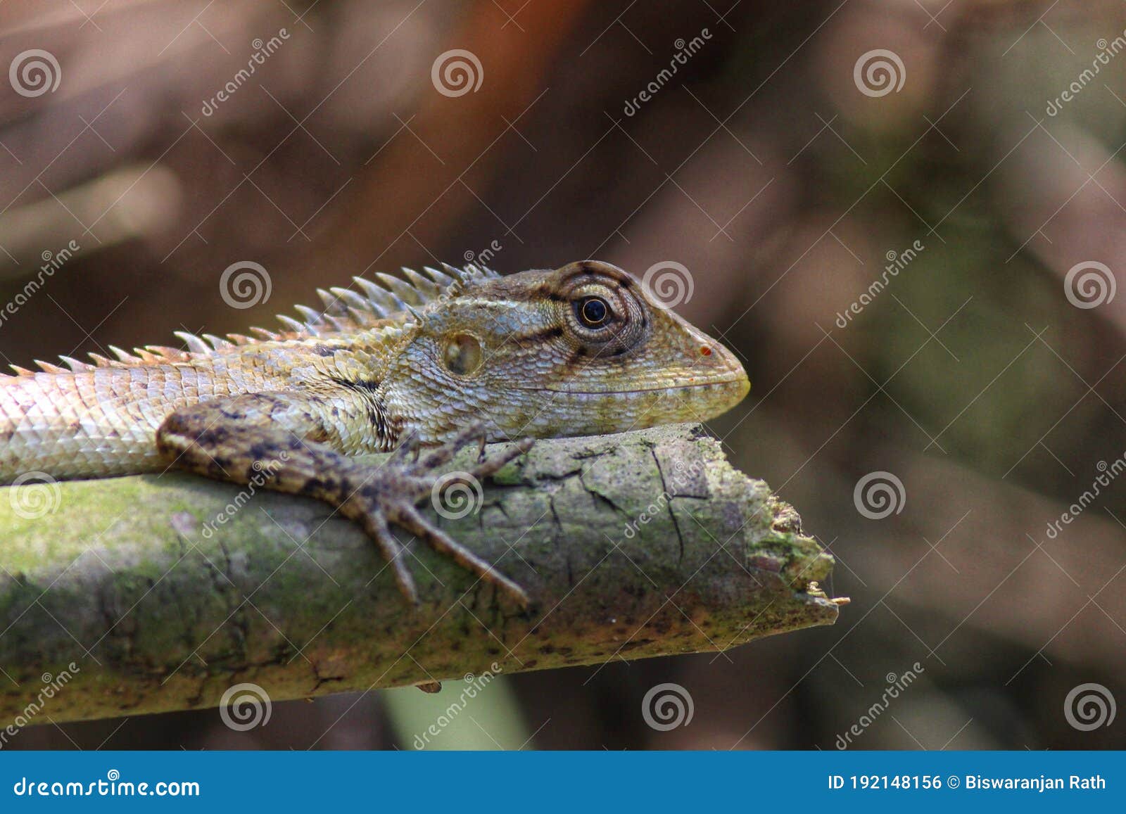 Garden Lizard on Plant Branch Resting Stock Photo - Image of lizard ...