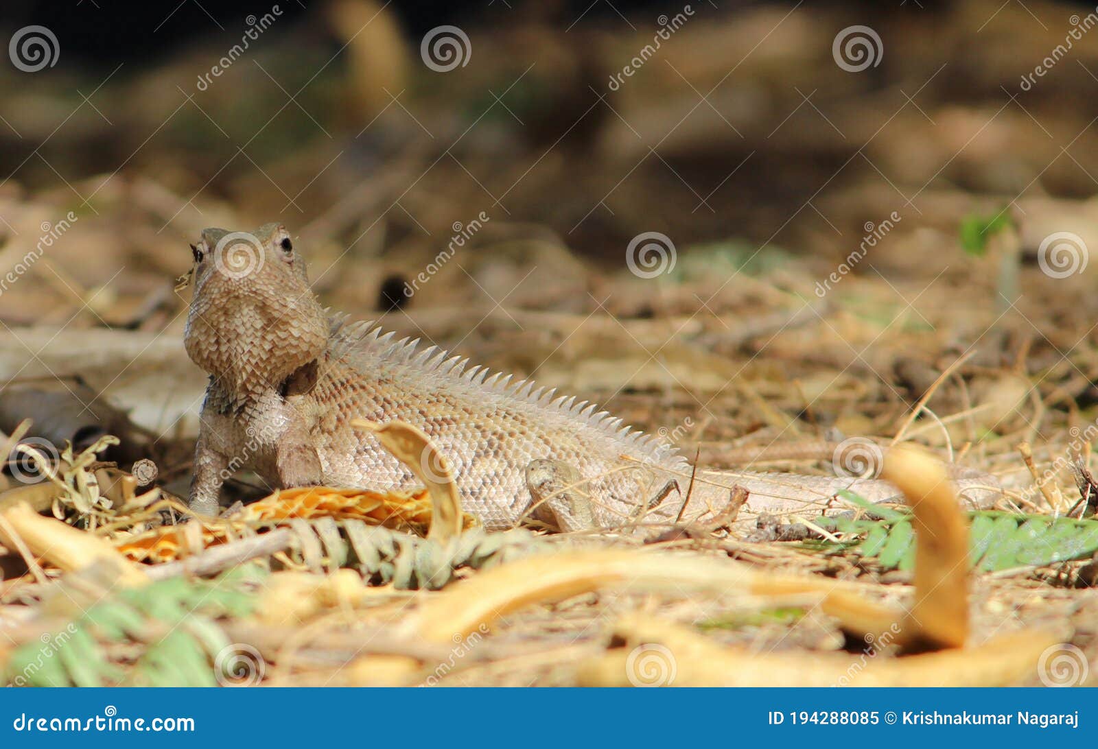 Garden Lizard Pose stock image. Image of reptile, animal - 194288085