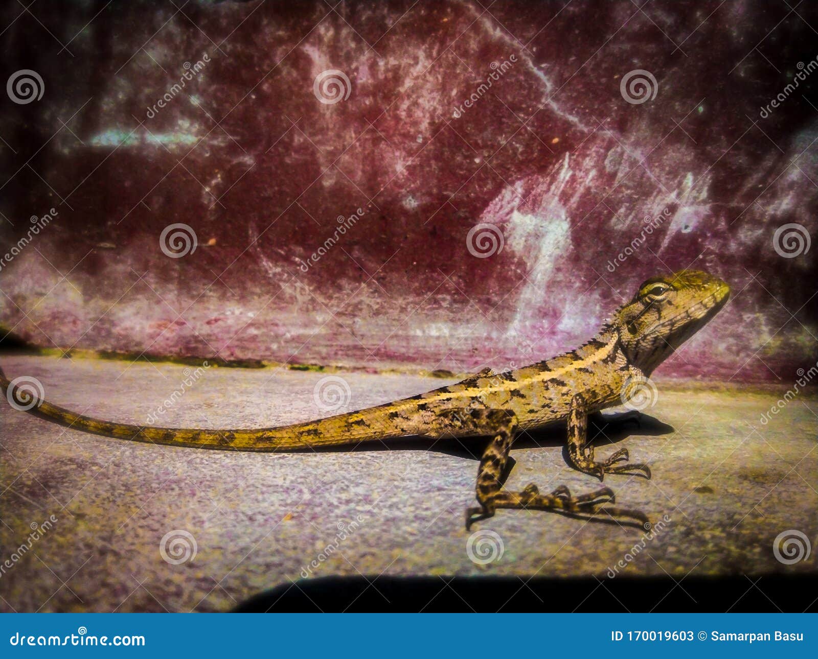 Garden Lizard Posing for Photoshoot Stock Image - Image of photoshoot ...