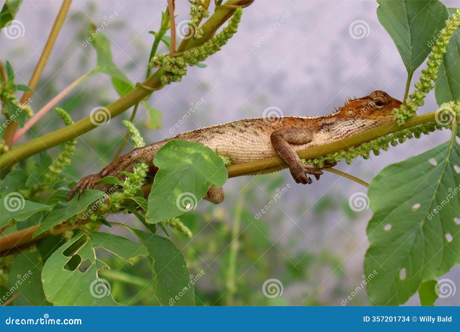 A Garden Lizard is Resting on a Spinach Branch. Stock Photo - Image of ...