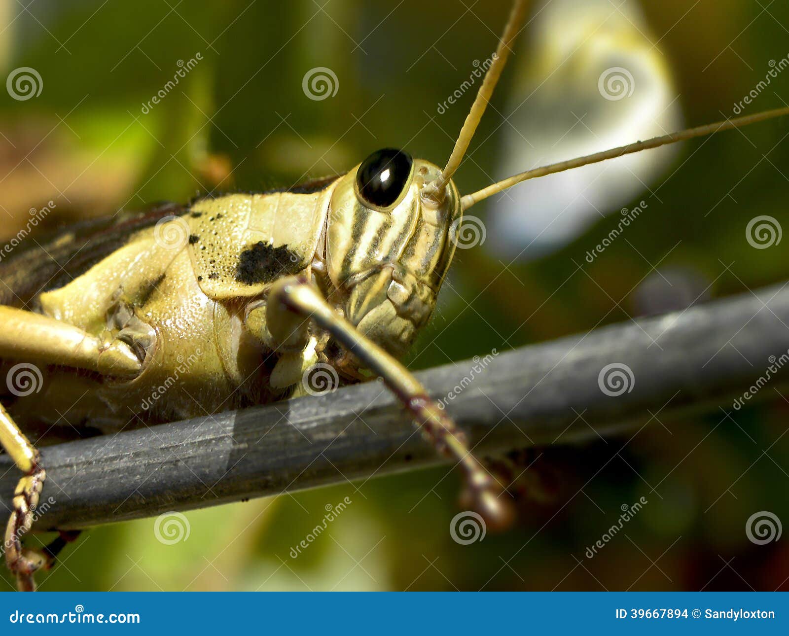 Garden Locust 3 stock photo. Image of insects, grasshoppers - 39667894