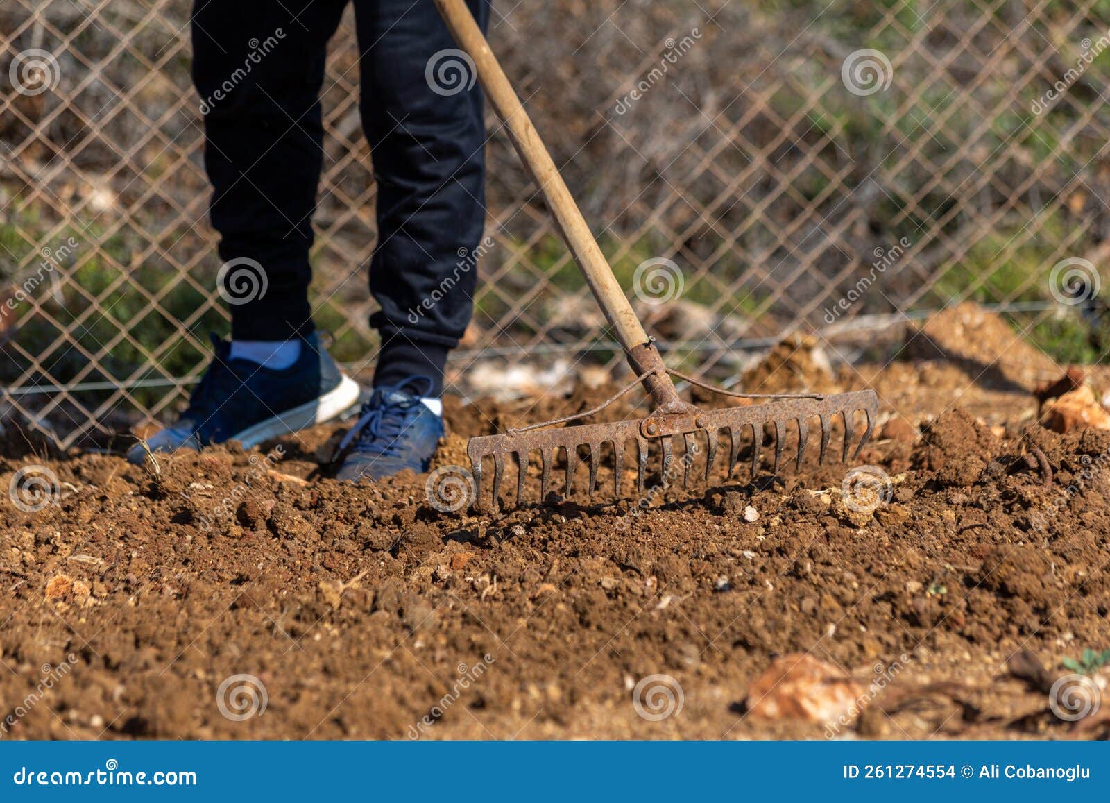 In the Garden the Man Who Rakes Stock Photo - Image of agriculture ...