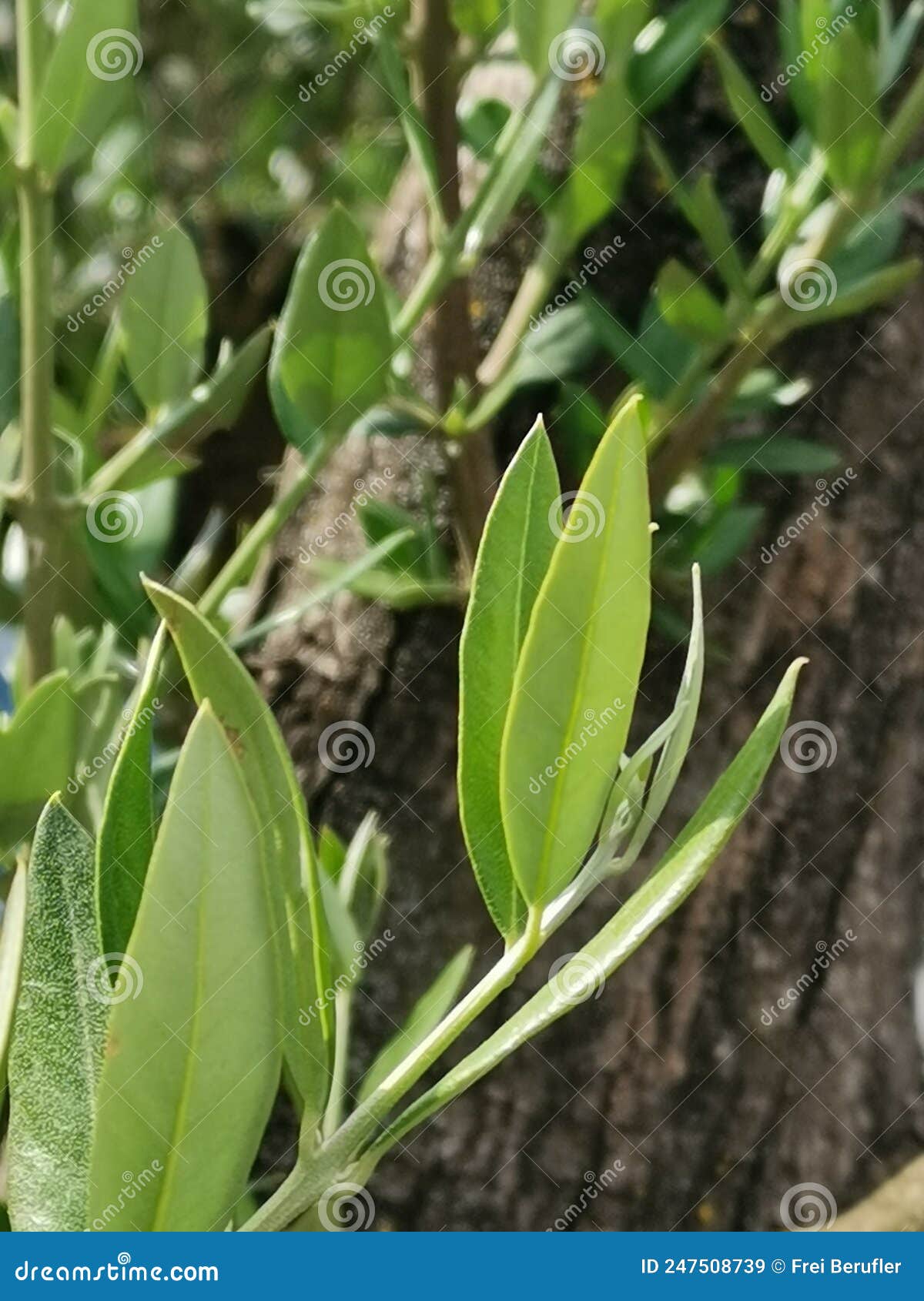 In the Garden with Many Different Leaves and Sizes Stock Image - Image ...