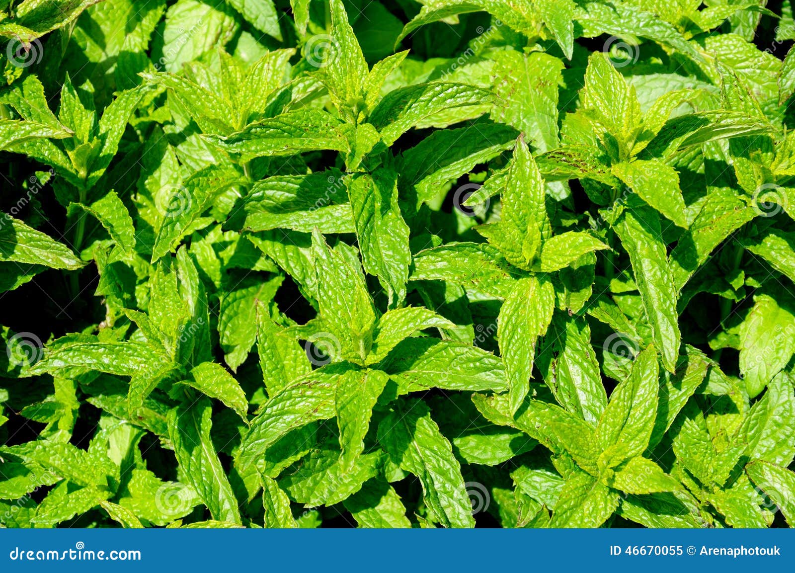 Garden mint. stock image. Image of garden, mentha, plant - 46670055