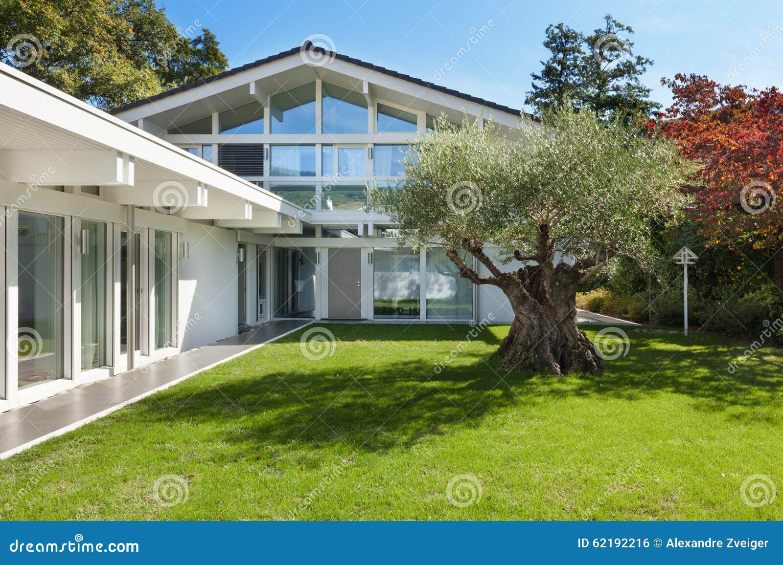 Garden of a Modern House with Olive Tree Stock Photo - Image of ...