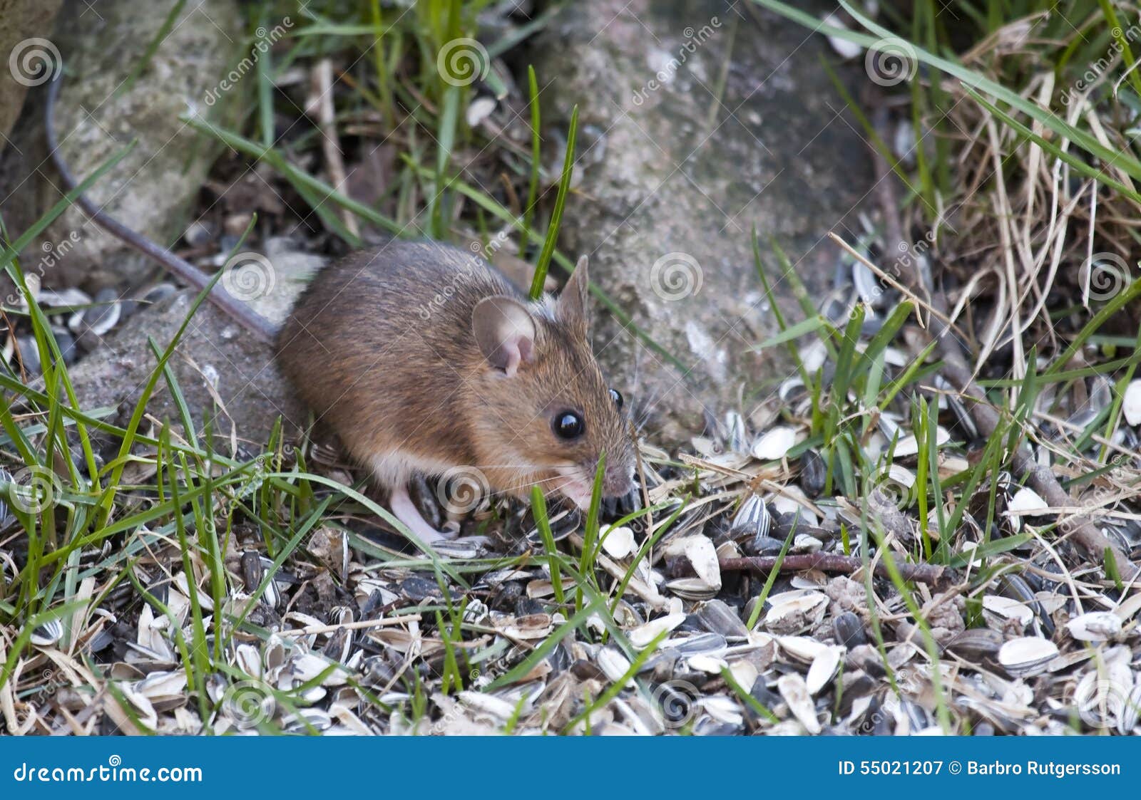 Garden mouse stock image. Image of alert, seed, rodent - 55021207