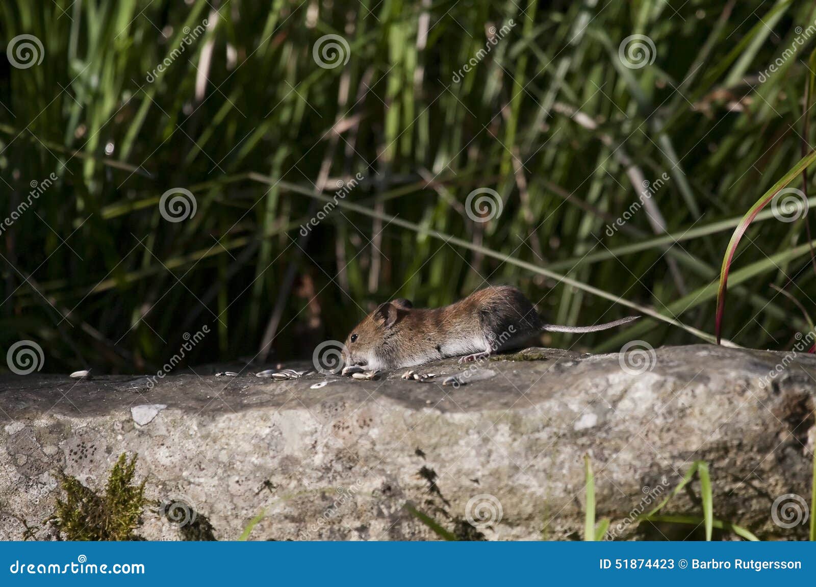 Garden mouse stock image. Image of garden, eats, field - 51874423